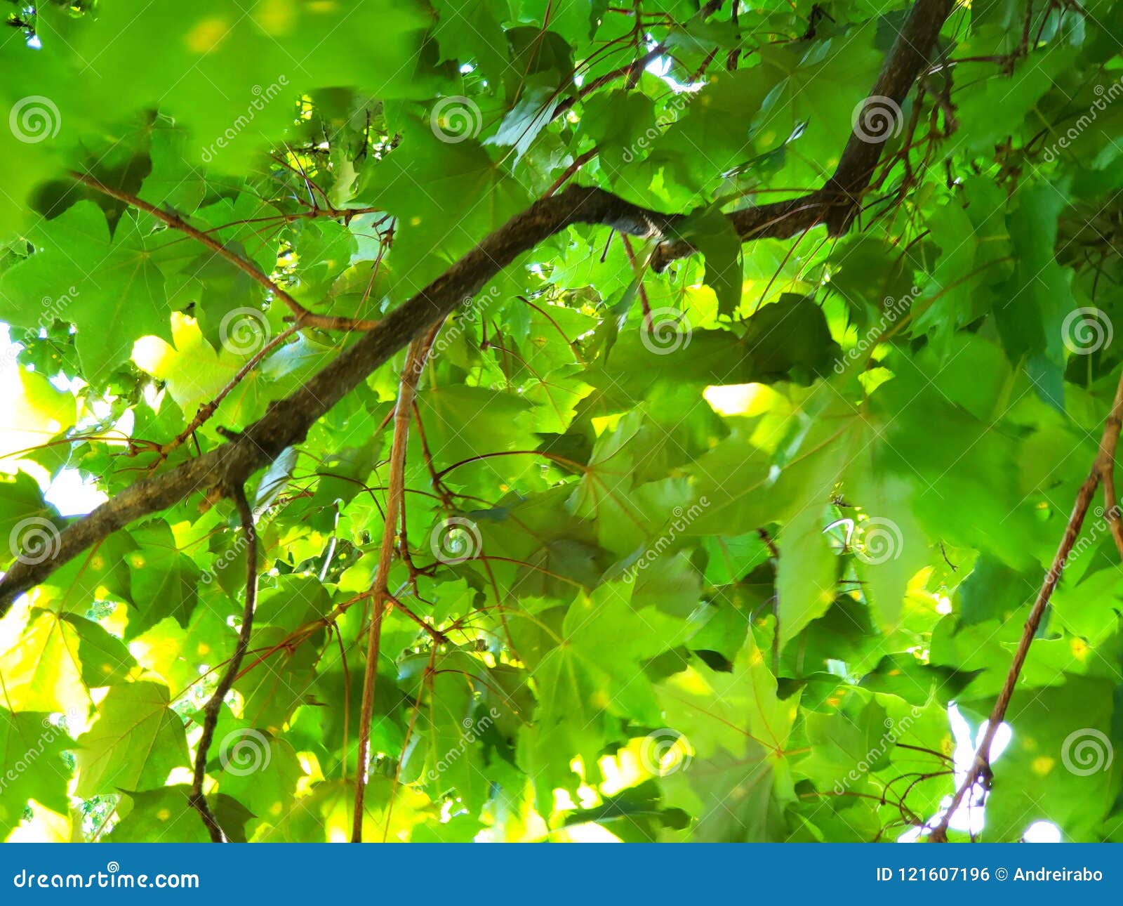 Brightly lit tree leaves stock photo. Image of tree - 121607196