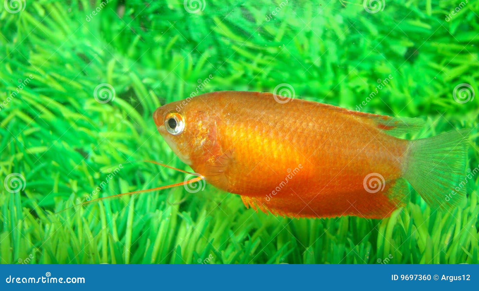 Brightly Painted a Small Fish Stock Photo - Image of chuna, breath: 9697360