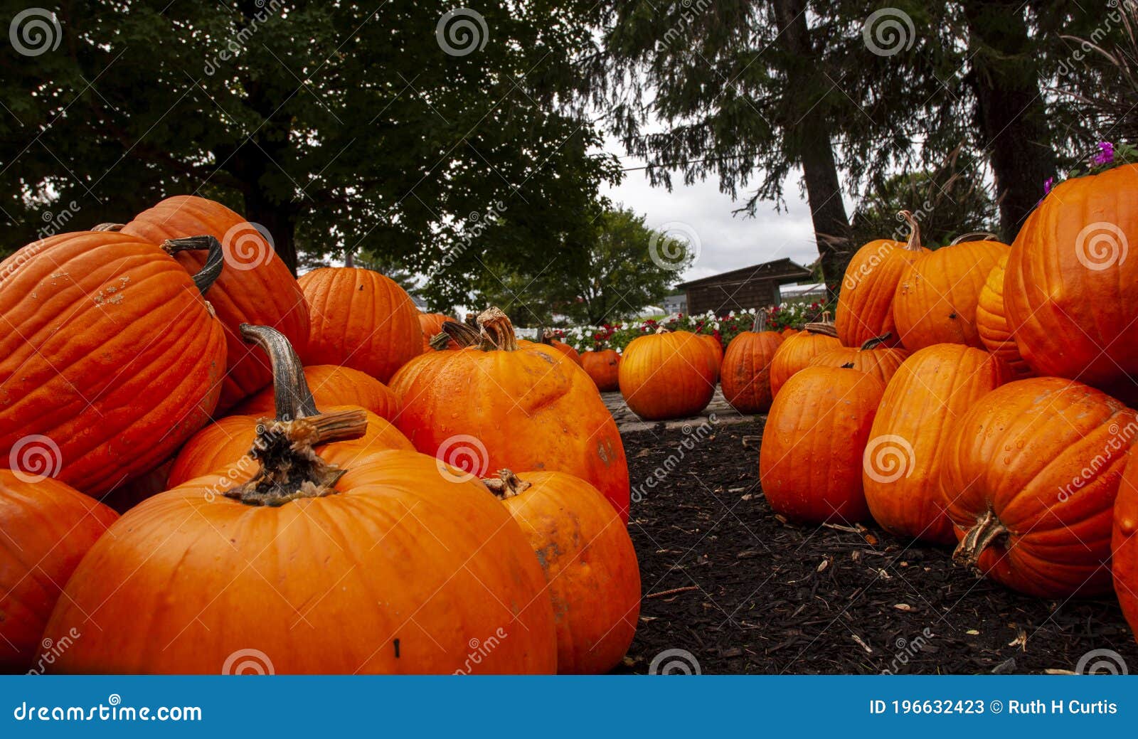 Pumpkin Sizes in the Field stock image. Image of beauty - 196632423