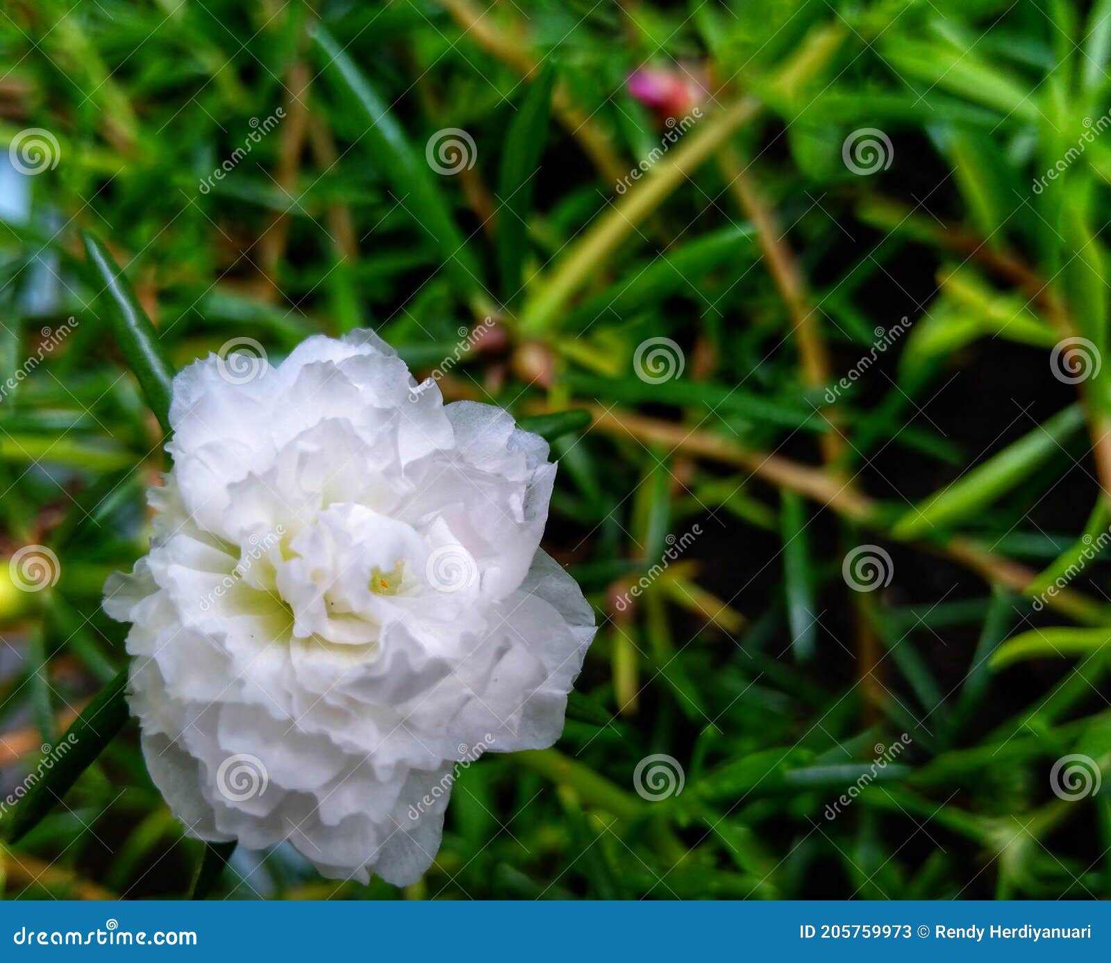 Brightness of White Portulaca Flower Stock Image - Image of bloom, leaf ...