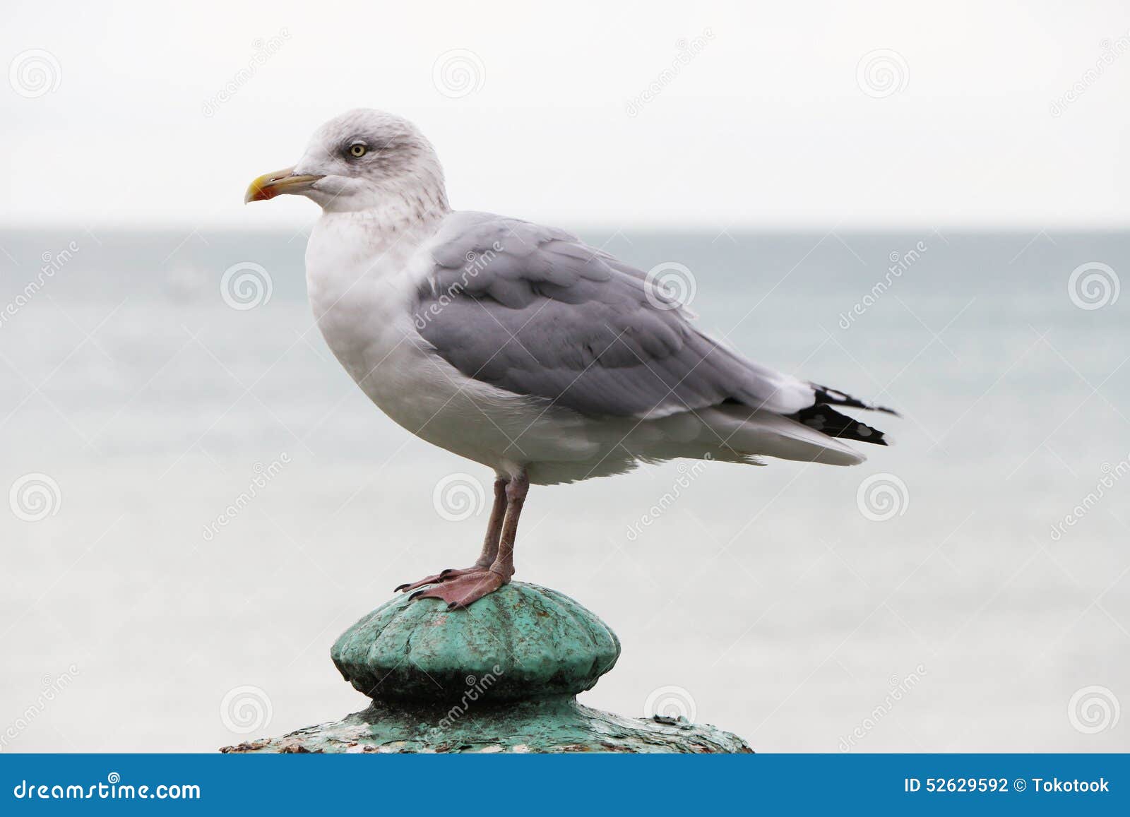 Brighton Bird arkivfoto. Bild av sjögräs, angus, brighton - 52629592