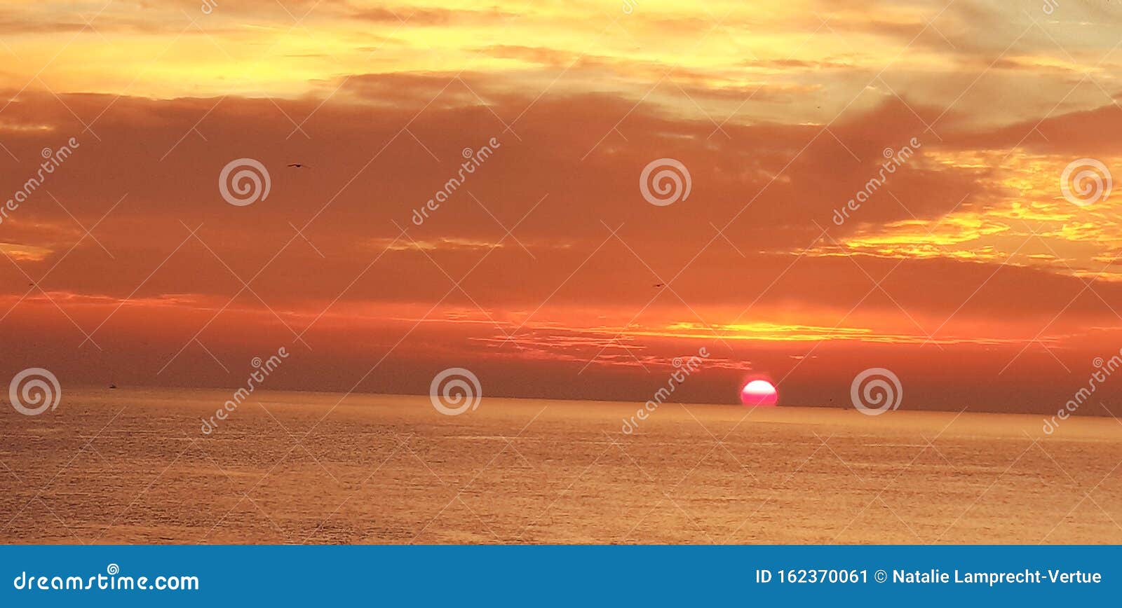 Brighton Birds Sunset Sea Orange Stock Image - Image of birds, brighton ...