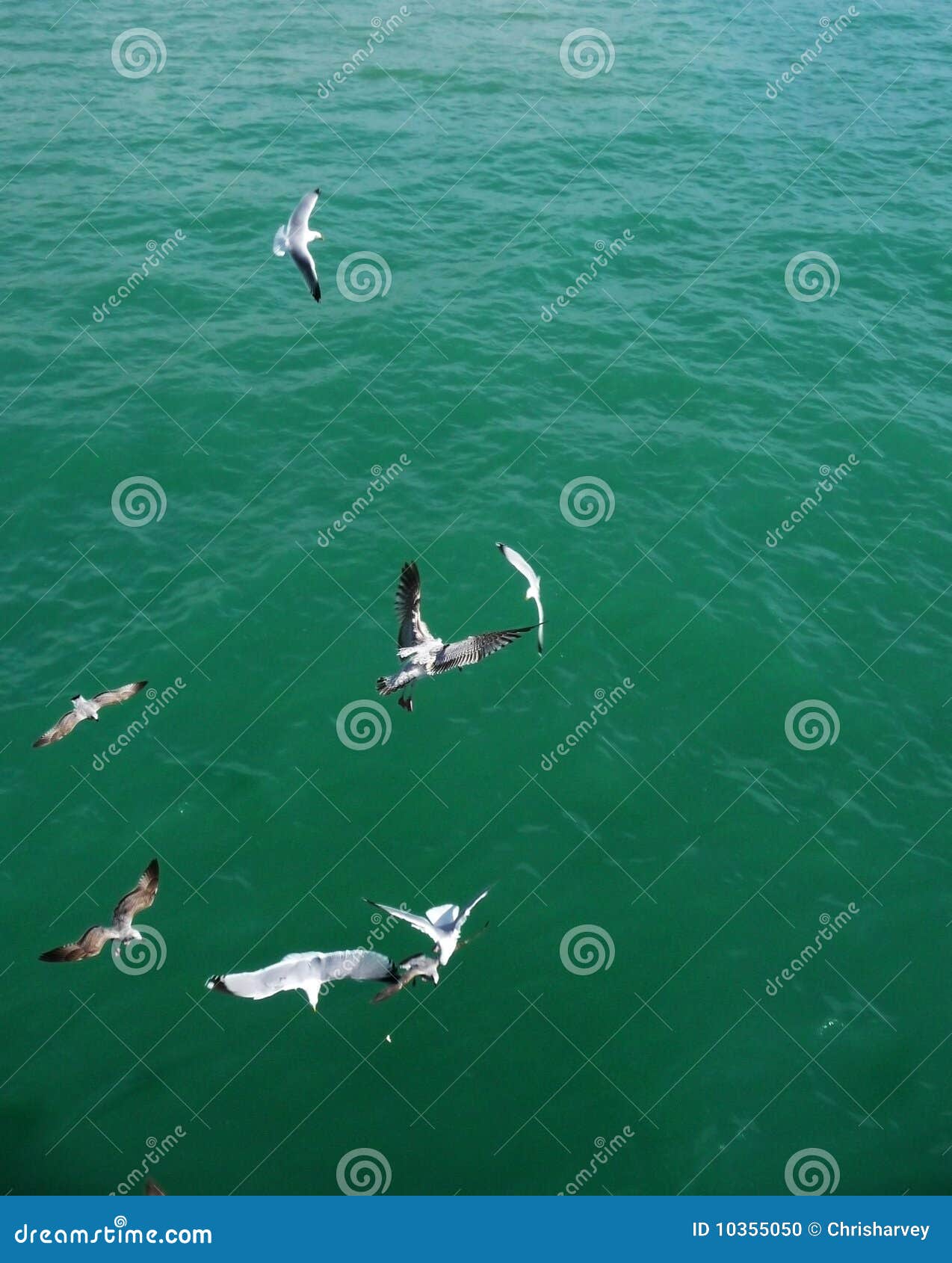 Brighton Seagulls Flying In The Air Picture. Image: 10355050