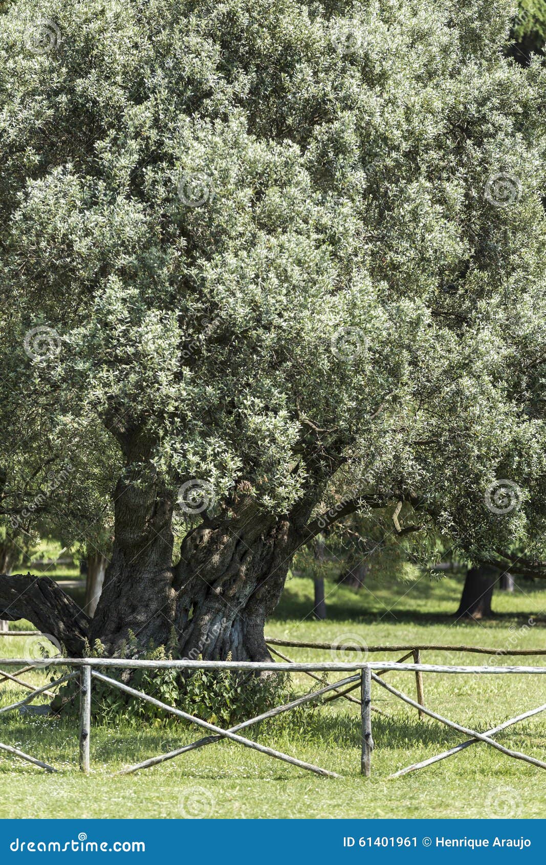 Brijuni stock image. Image of croatia, color, agriculture - 61401961