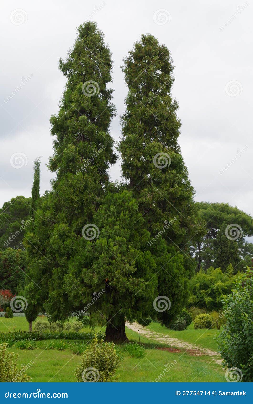 Brijuni - particular tree stock photo. Image of park - 37754714