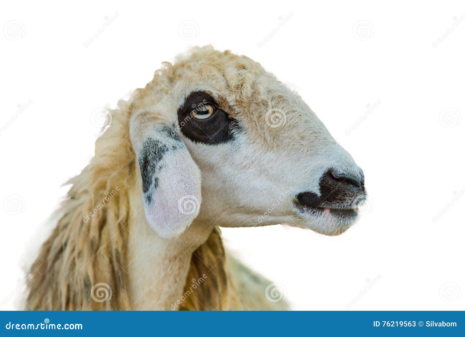 Sheep Face On Stock Photo | CartoonDealer.com #58981380