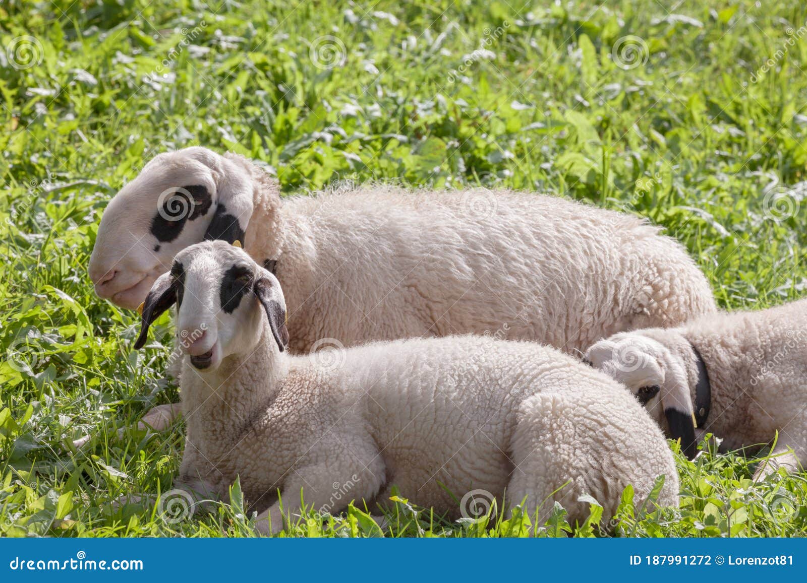 Brillenschaf Sheep In An Italian Mountain Pasture Royalty-Free Stock ...