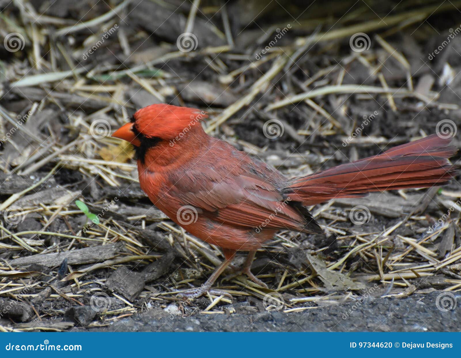 Brillian Red Colored Cardinal Bird Standing on the Ground Stock Photo ...