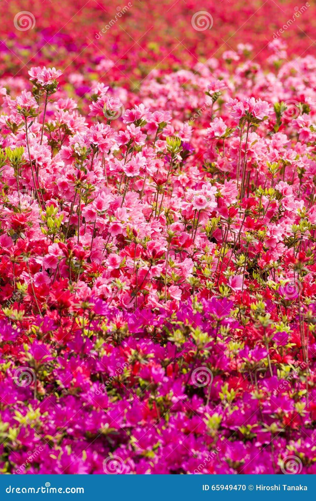 Brilliant Azalea Flower Field Stock Photo - Image of petal, plant: 65949470