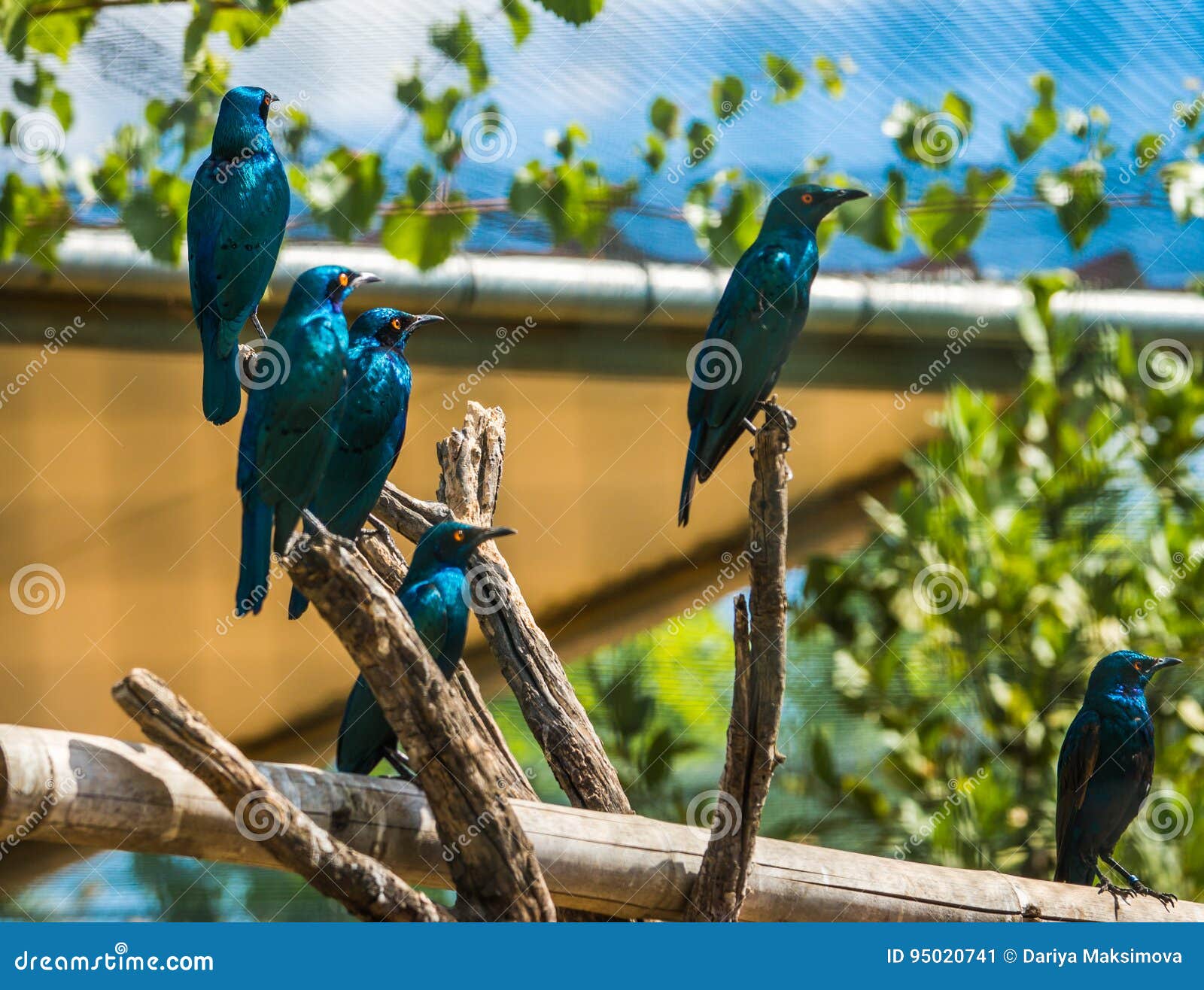 Brilliant Blue Bird on a Tree Branch Stock Image - Image of bird ...