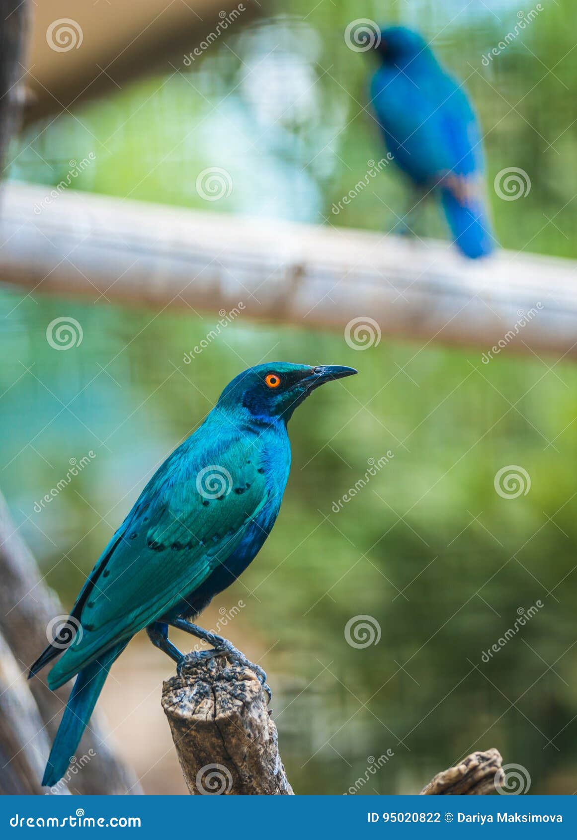 Brilliant Blue Bird on a Tree Branch Stock Photo - Image of color ...