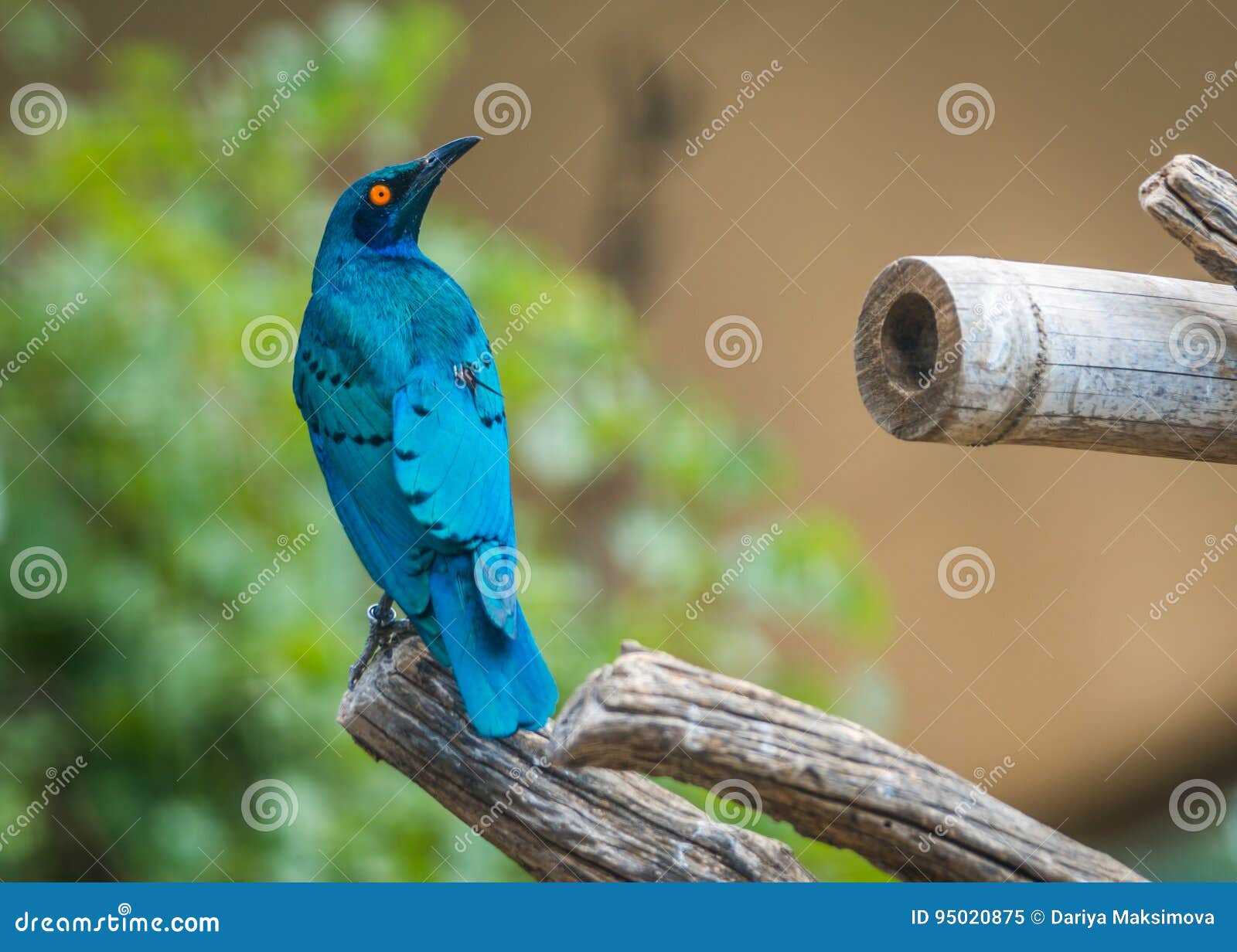 Brilliant Blue Bird on a Tree Branch Stock Image - Image of fauna ...