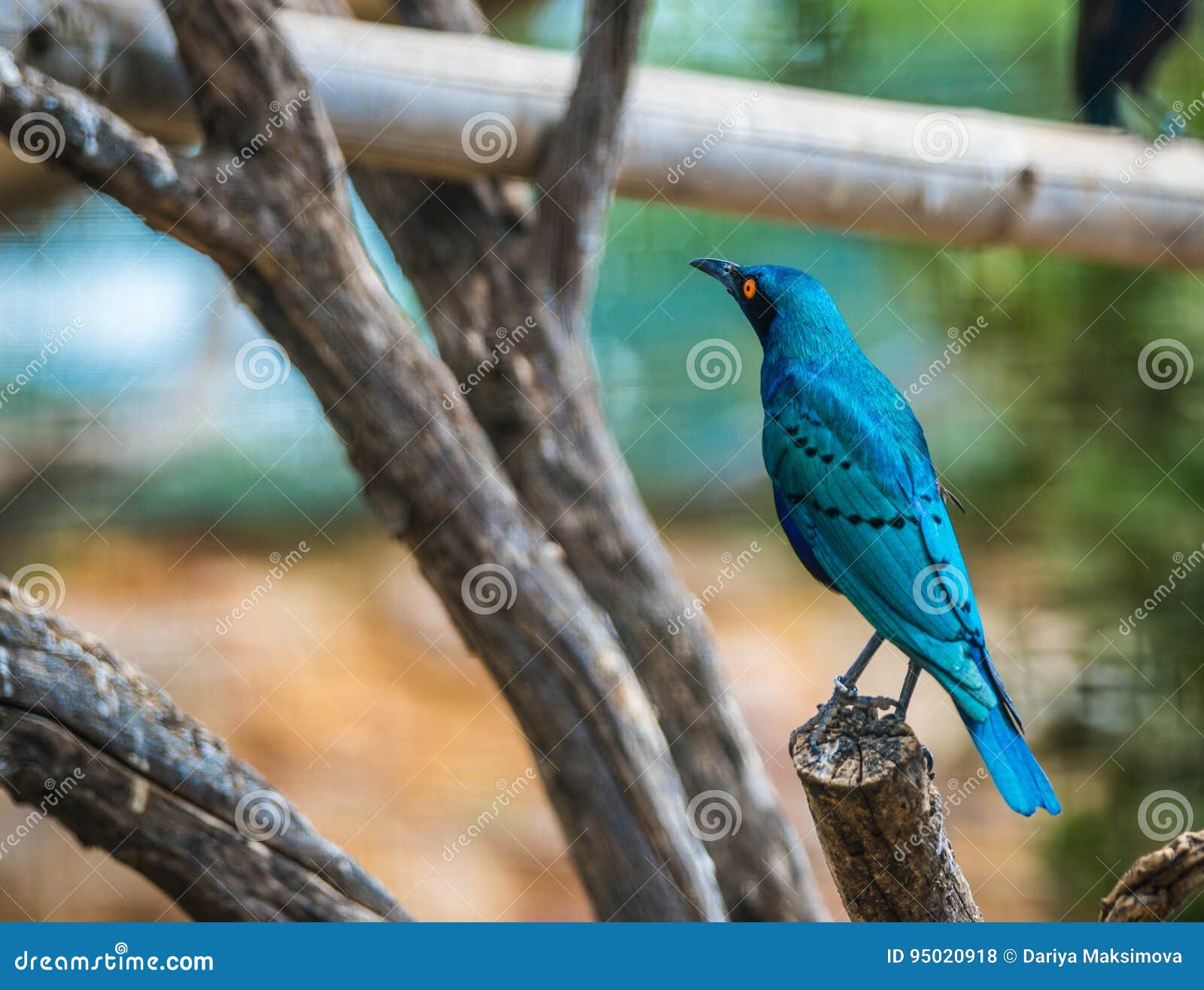 Brilliant Blue Bird on a Tree Branch Stock Photo - Image of beak ...