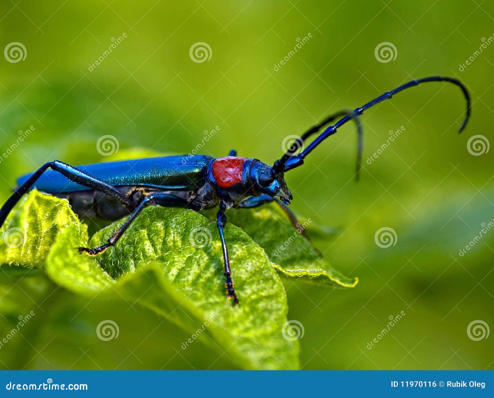 The Brilliant Blue Bug on Green Background Stock Photo - Image of large ...