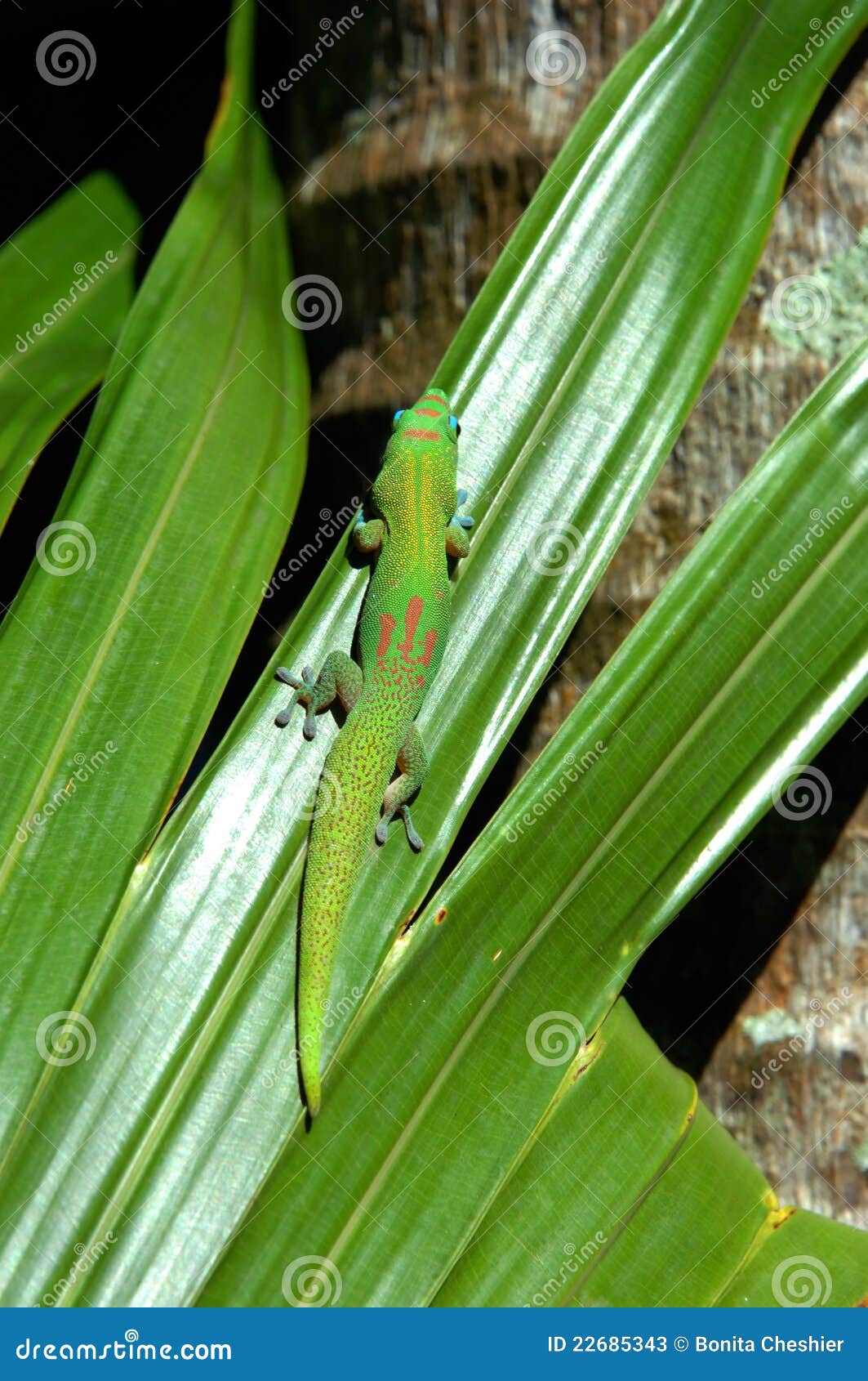 Brilliant Colored Gecko stock image. Image of frond, amphibian - 22685343