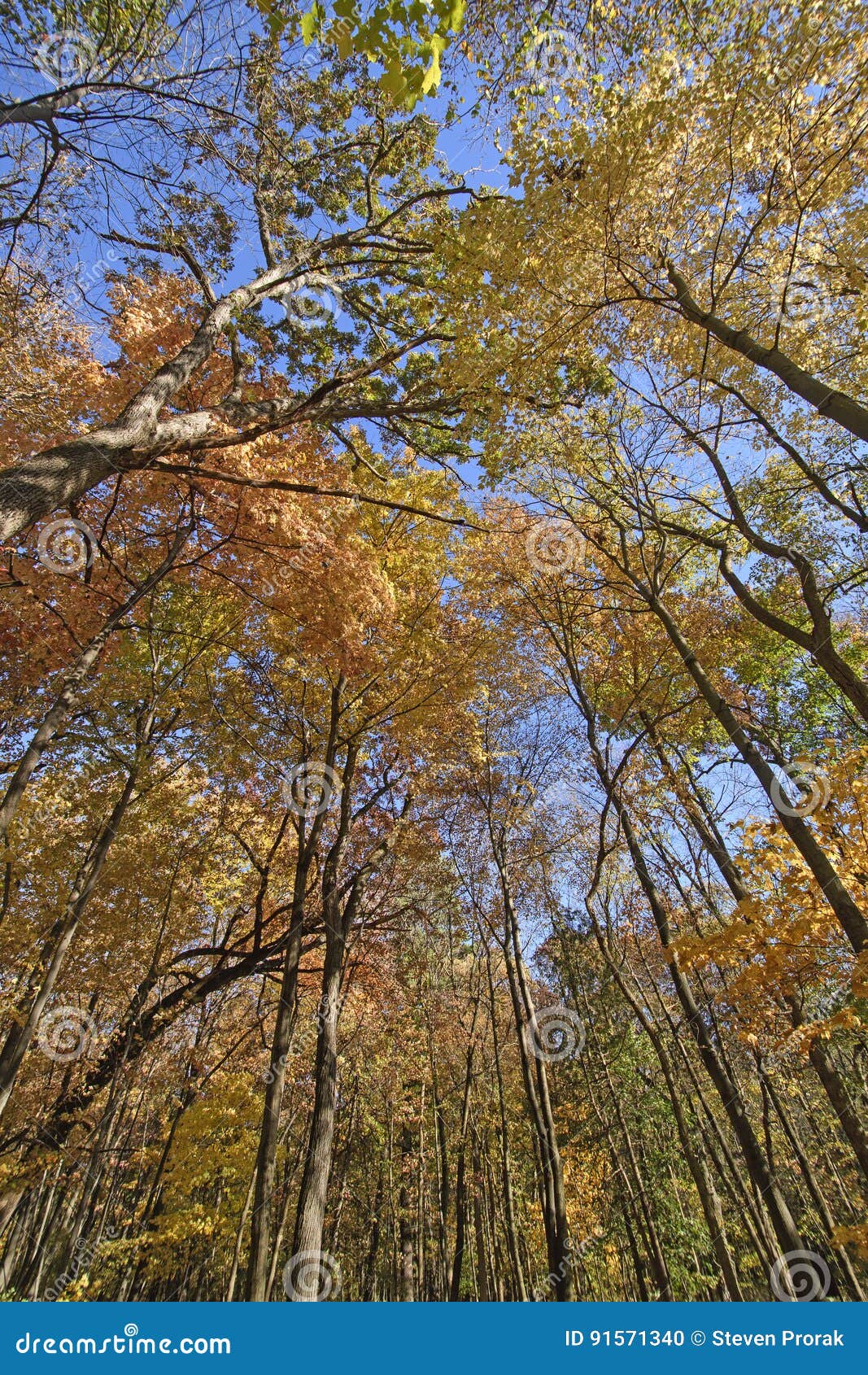 Brilliant Colors in the Fall Forest Stock Photo - Image of state, park ...