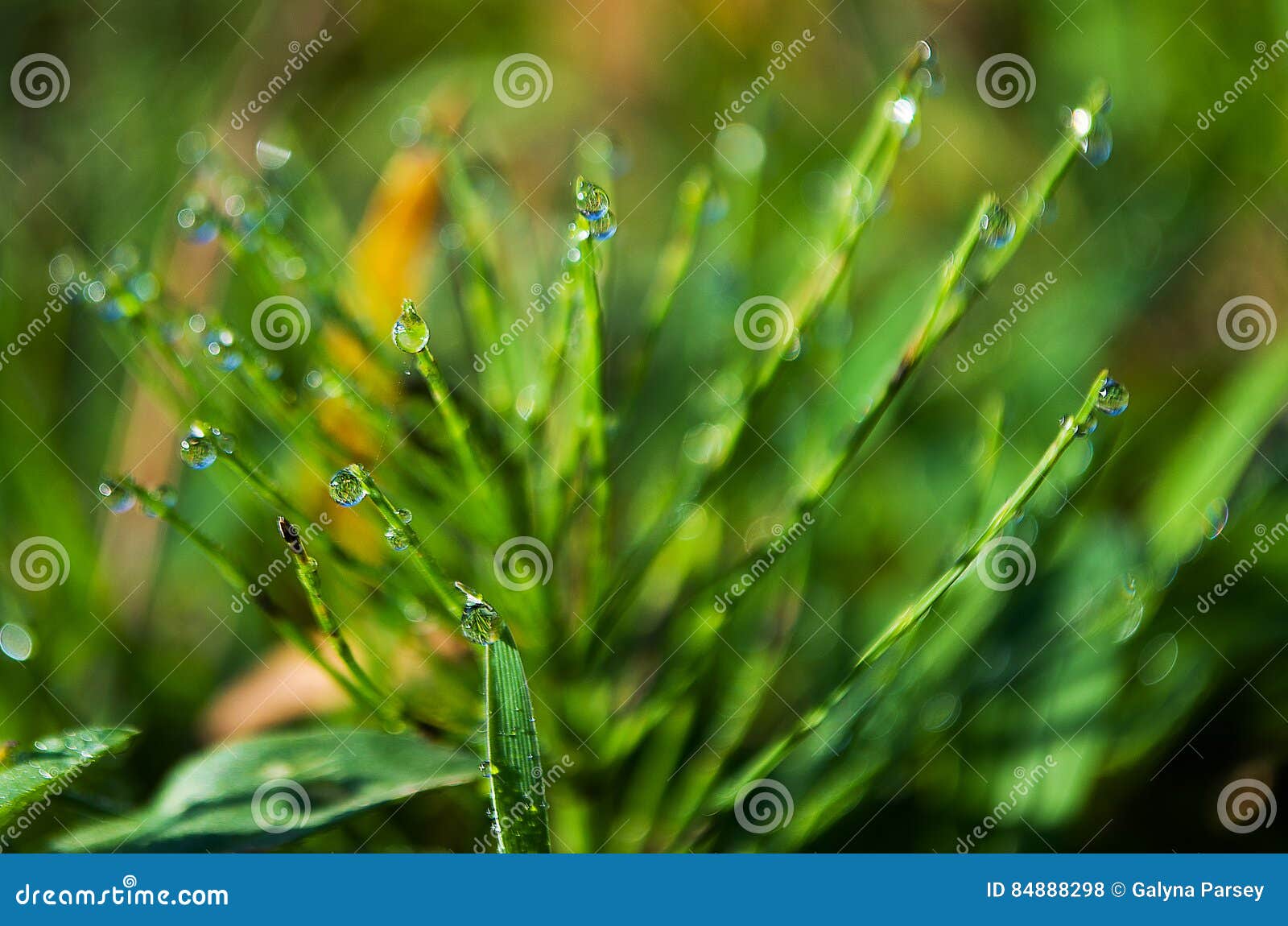 Brilliant Dew on Green Leaves Stock Photo - Image of bright, garden ...