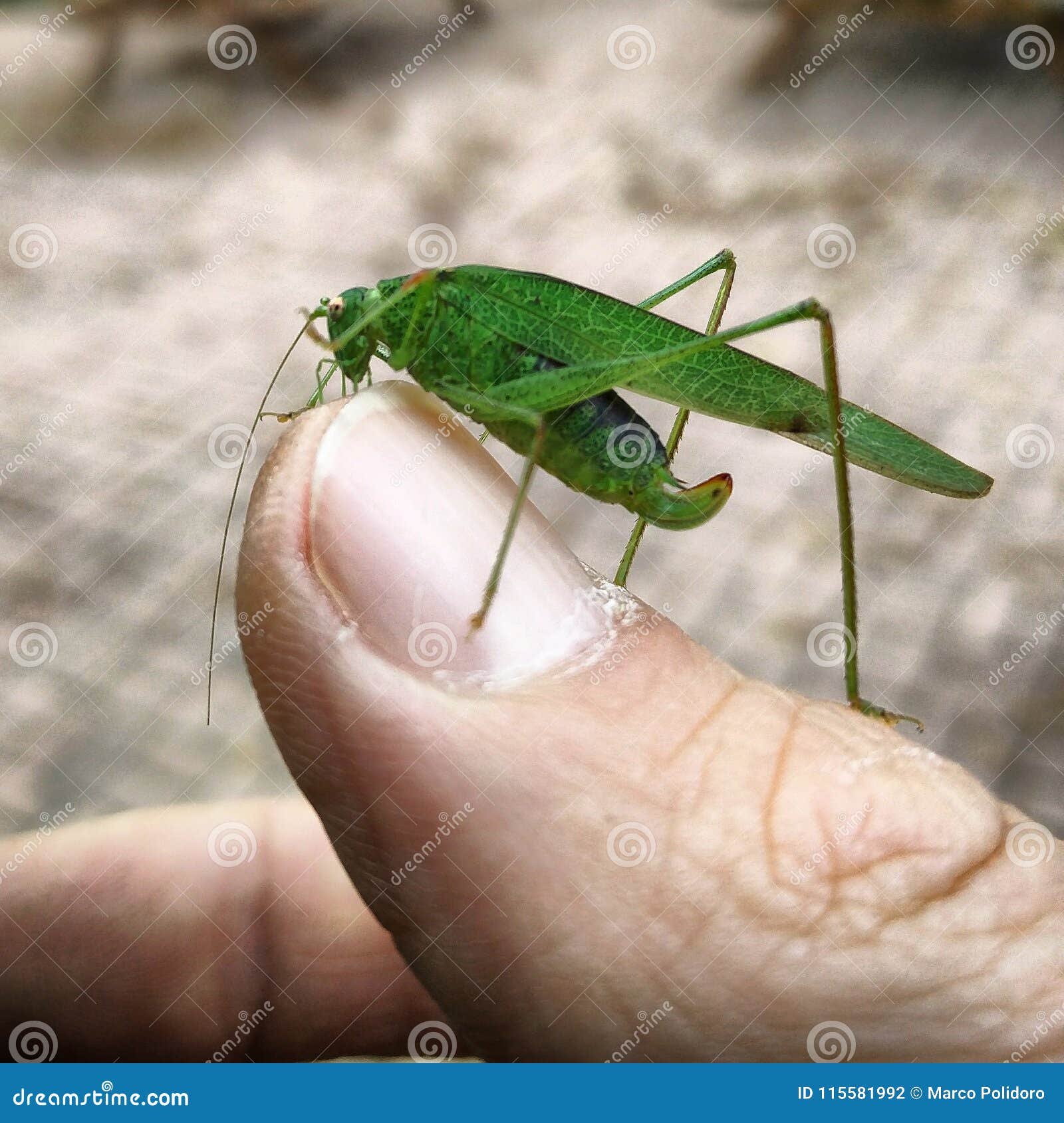 Grassopher Stock Photos - Free & Royalty-Free Stock Photos from Dreamstime