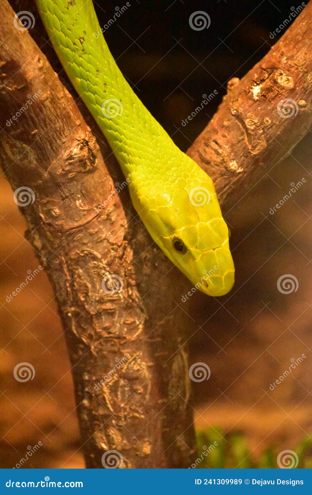 Brilliant Green Mamba Snake Slithering Down a Tree Stock Image - Image ...