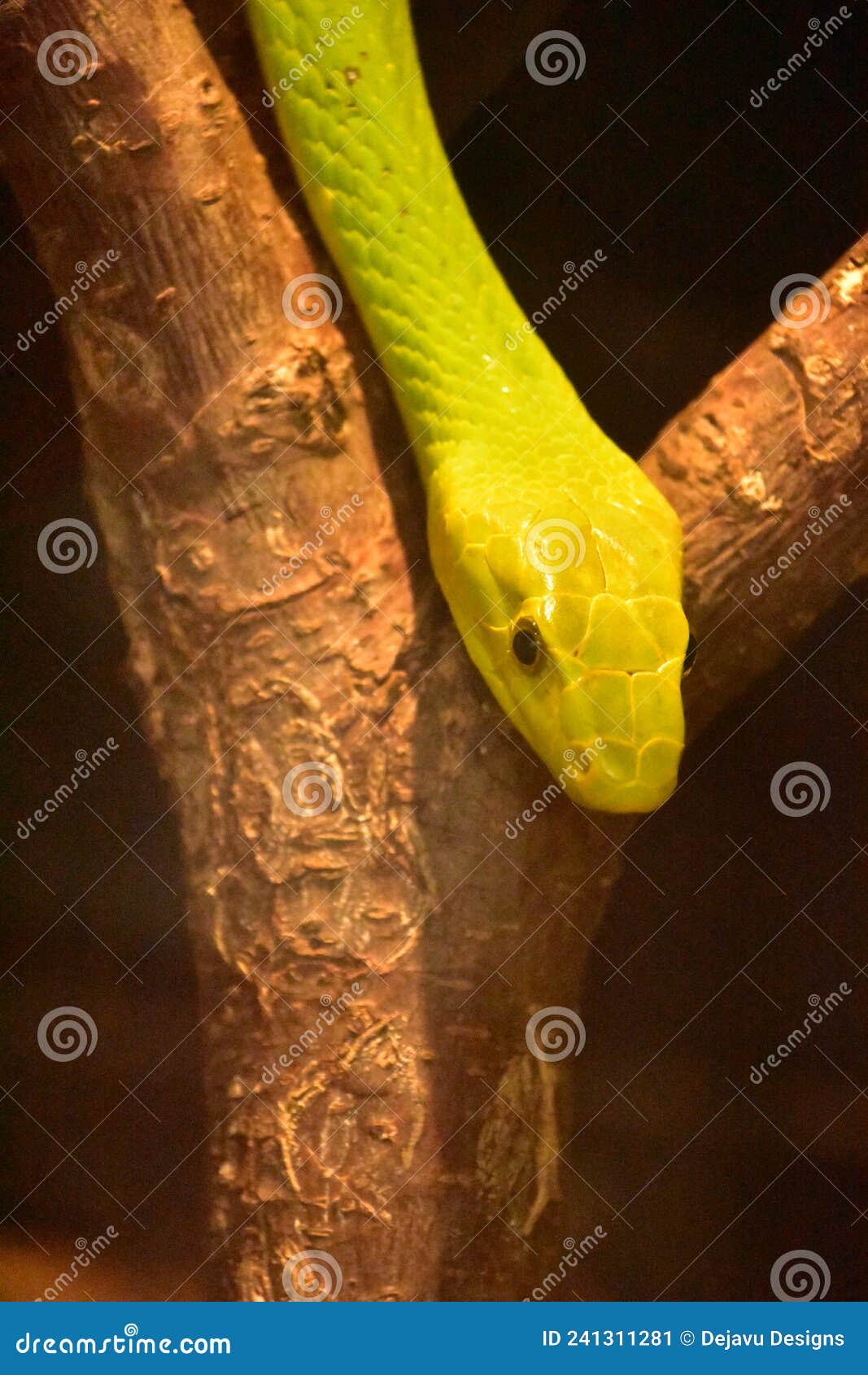 Brilliant Green Tree Snake Sliding Down a Tree Stock Image - Image of ...