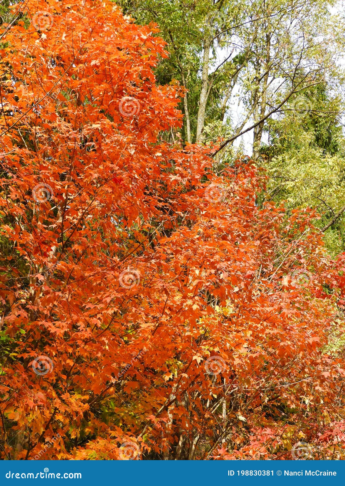 Brilliant Orange Tree Colors during NYS Fall Season Stock Image - Image ...