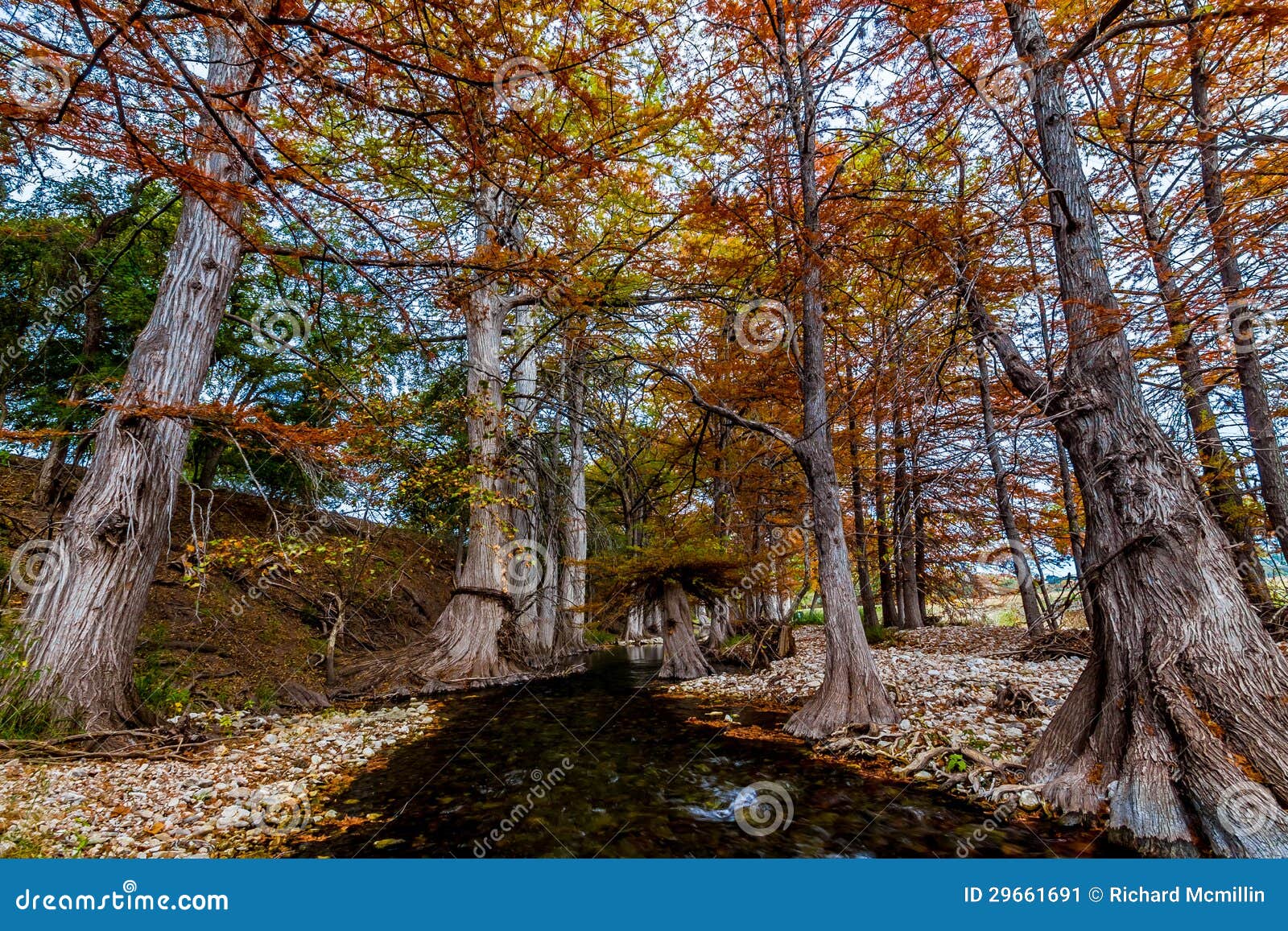 Brilliant Orange Cypress Foliage Lining a Crystal Clear Stream. Stock ...