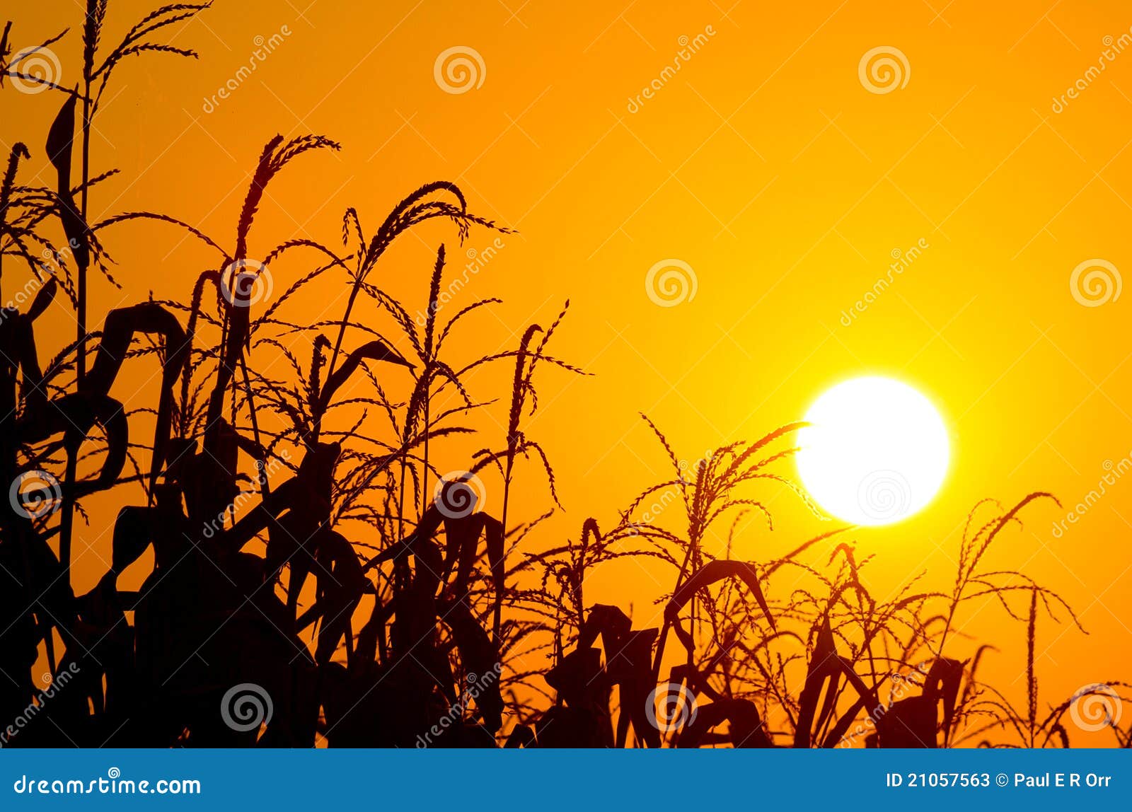 Brilliant Orange Sunrise Over a Corn Field Stock Image - Image of ...