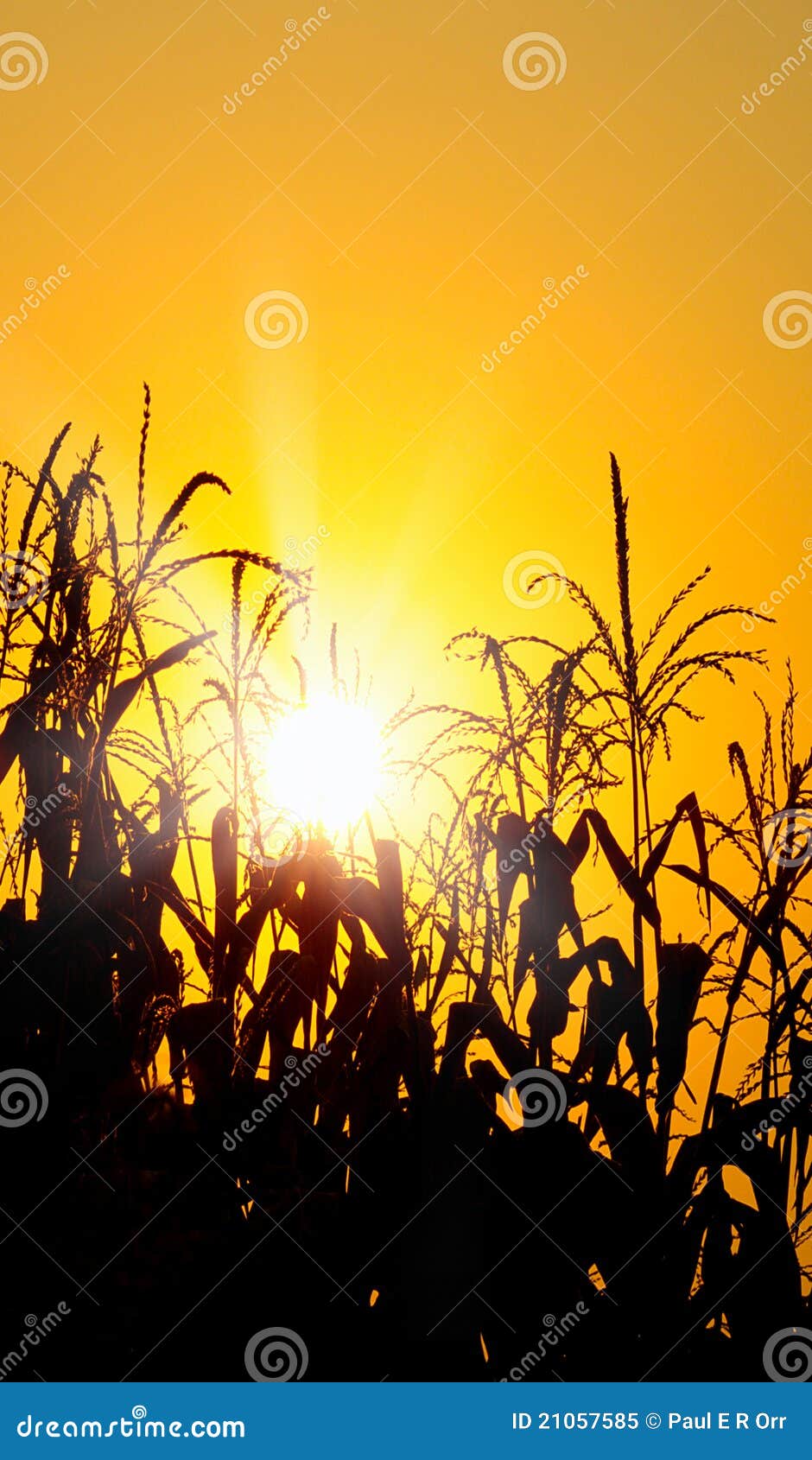 Brilliant Orange Sunrise Over a Corn Field Stock Image - Image of ...