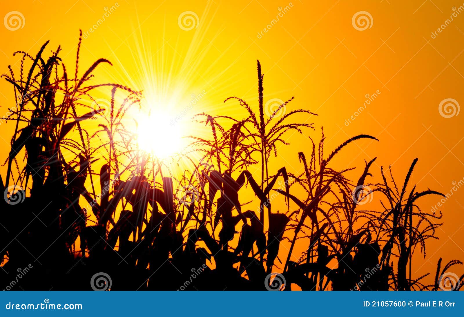 Brilliant Orange Sunrise Over a Corn Field Stock Photo - Image of ...