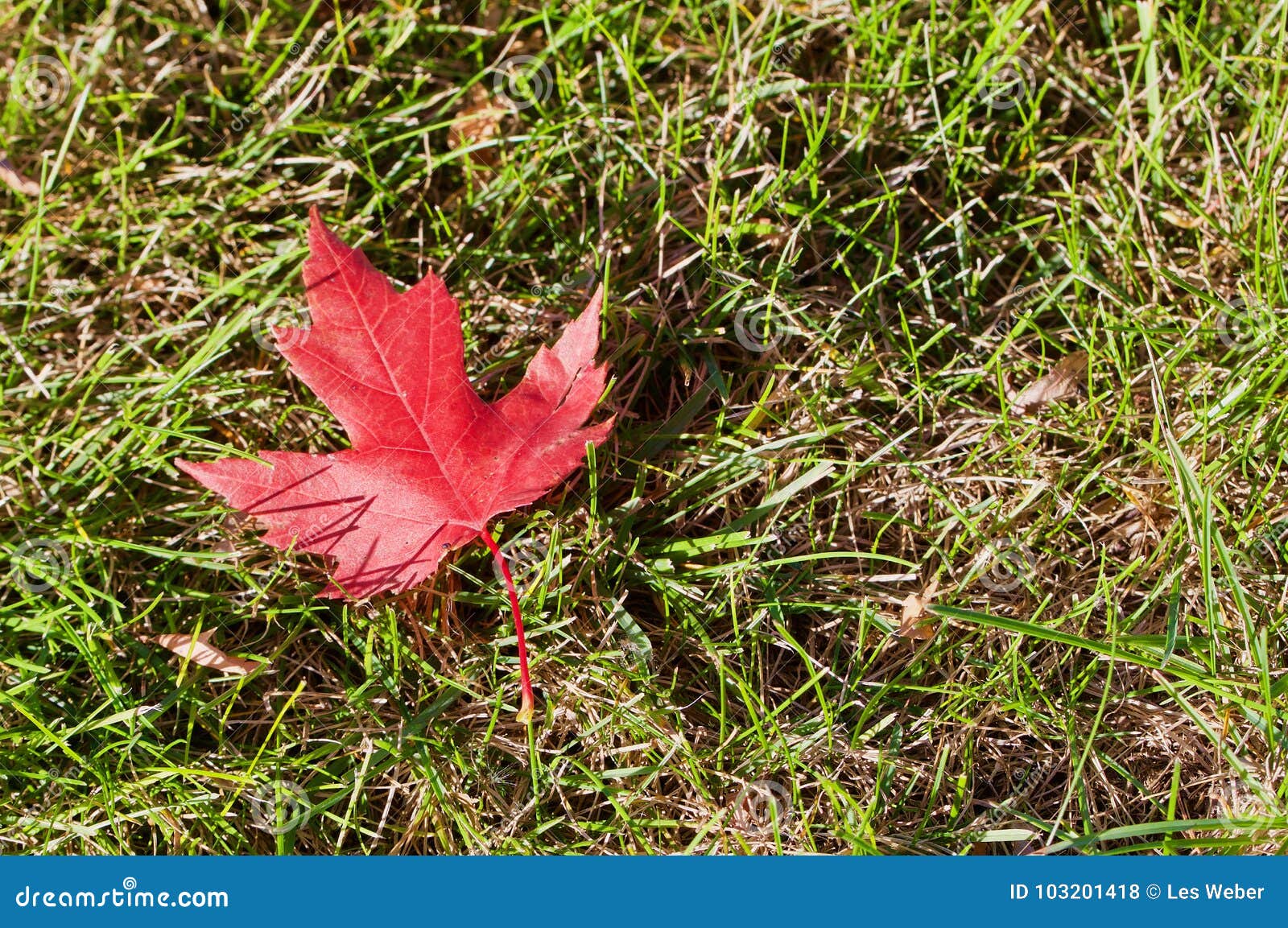Brilliant Red Autumn Maple Leaf in the Grass Stock Photo - Image of ...