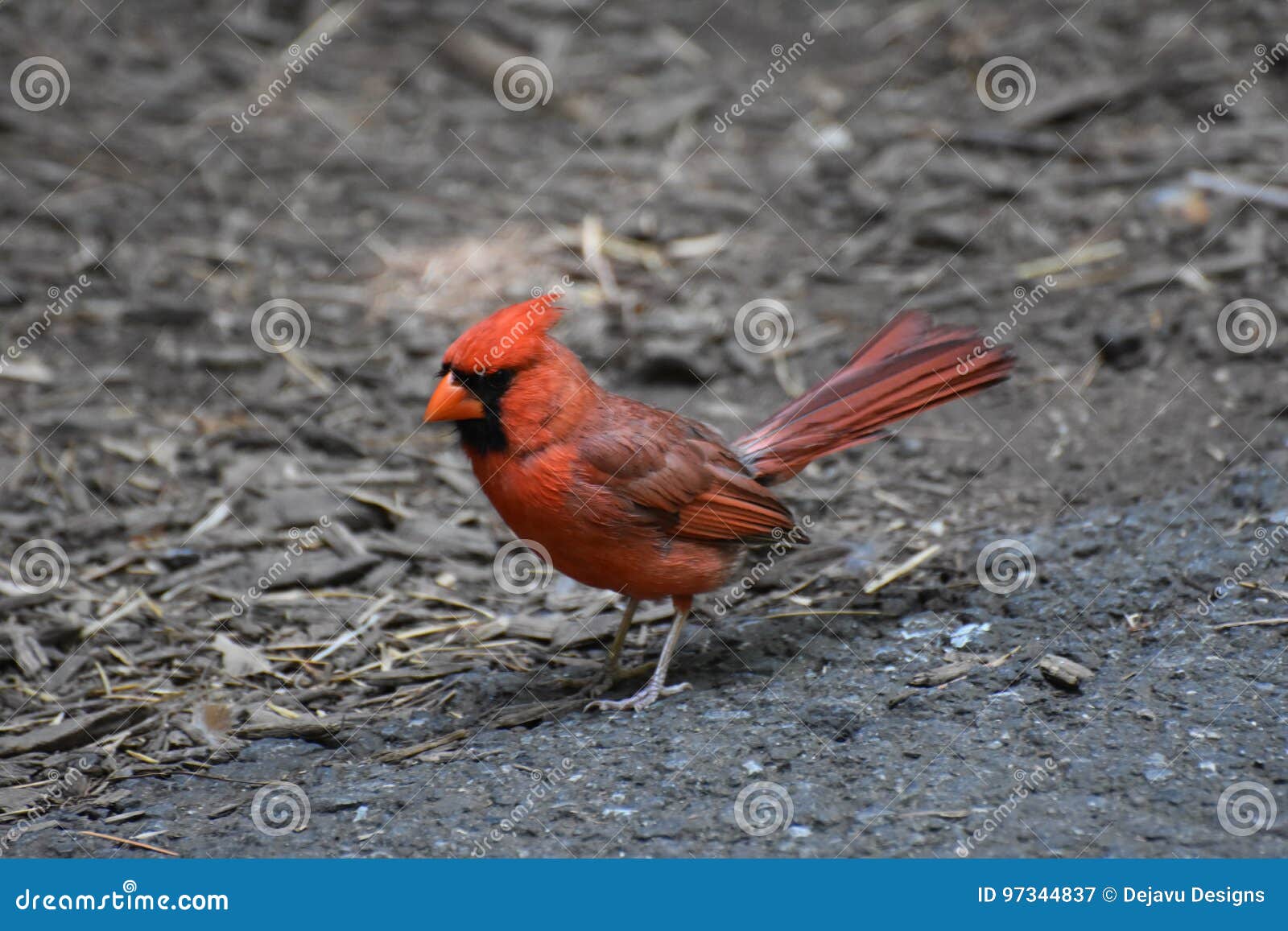 Brilliant Red Cardinal Walking Toward Mulch Stock Image - Image of ...