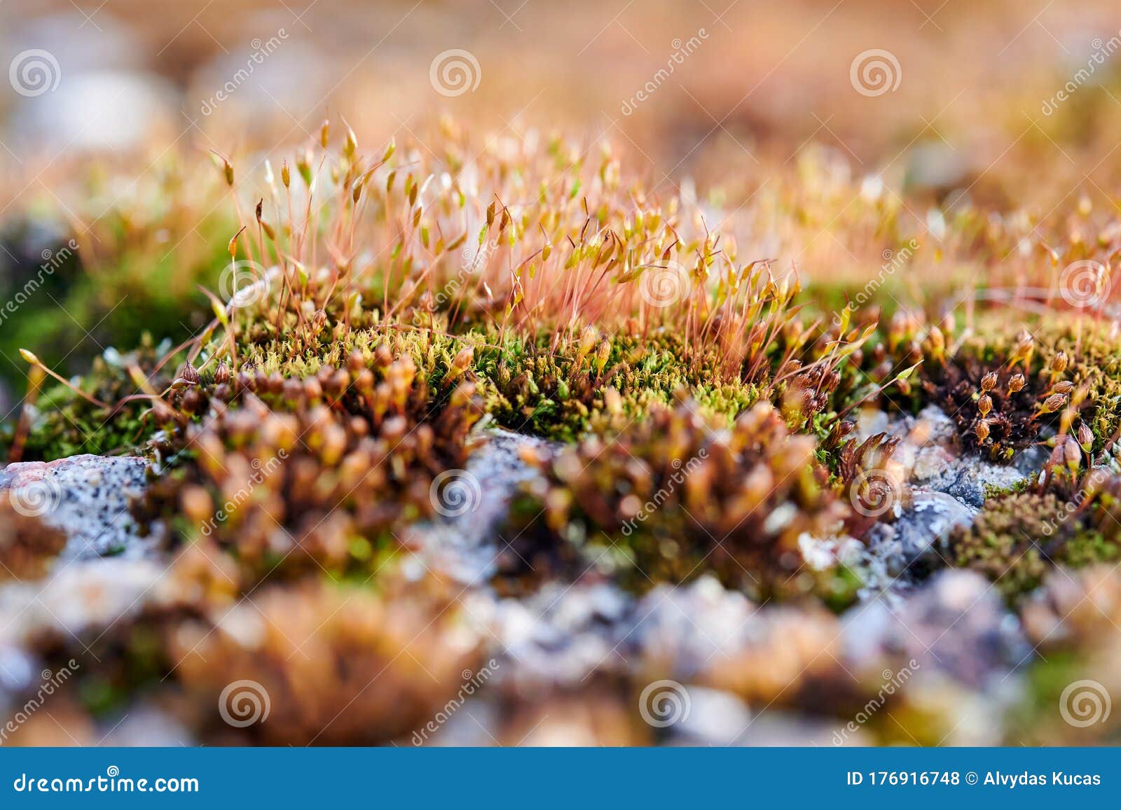 Brilliant Red Dung Moss Splachnum Rubrum Stock Photo - Image of ...