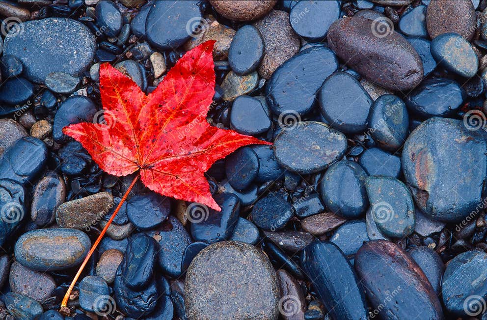 Brilliant Red Fall Leaf on River Rocks Stock Photo - Image of leaf ...