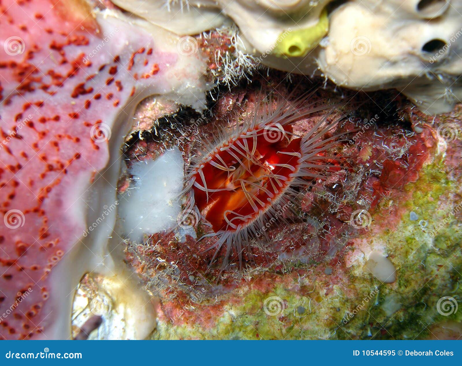 Brilliant red fire stock image. Image of glitter, flaming - 10544595