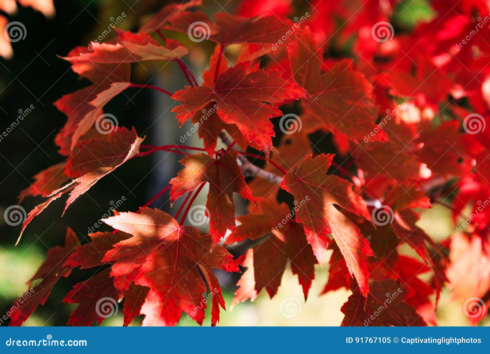 Brilliant Red Maple Leaves in Fall Stock Image - Image of trees, fall ...
