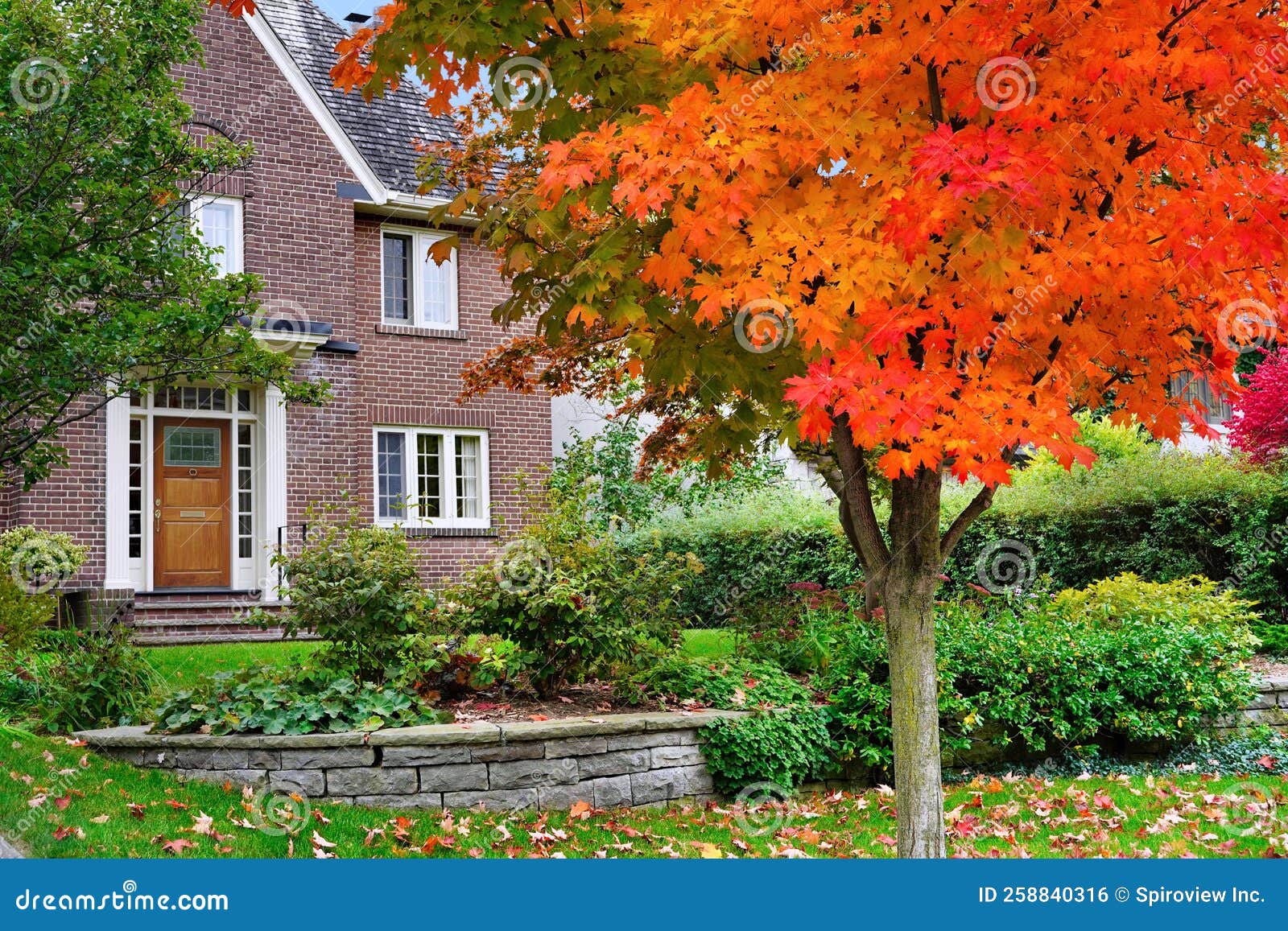 Brilliant Red Maple Tree in Fall Stock Photo - Image of maple, yellow ...