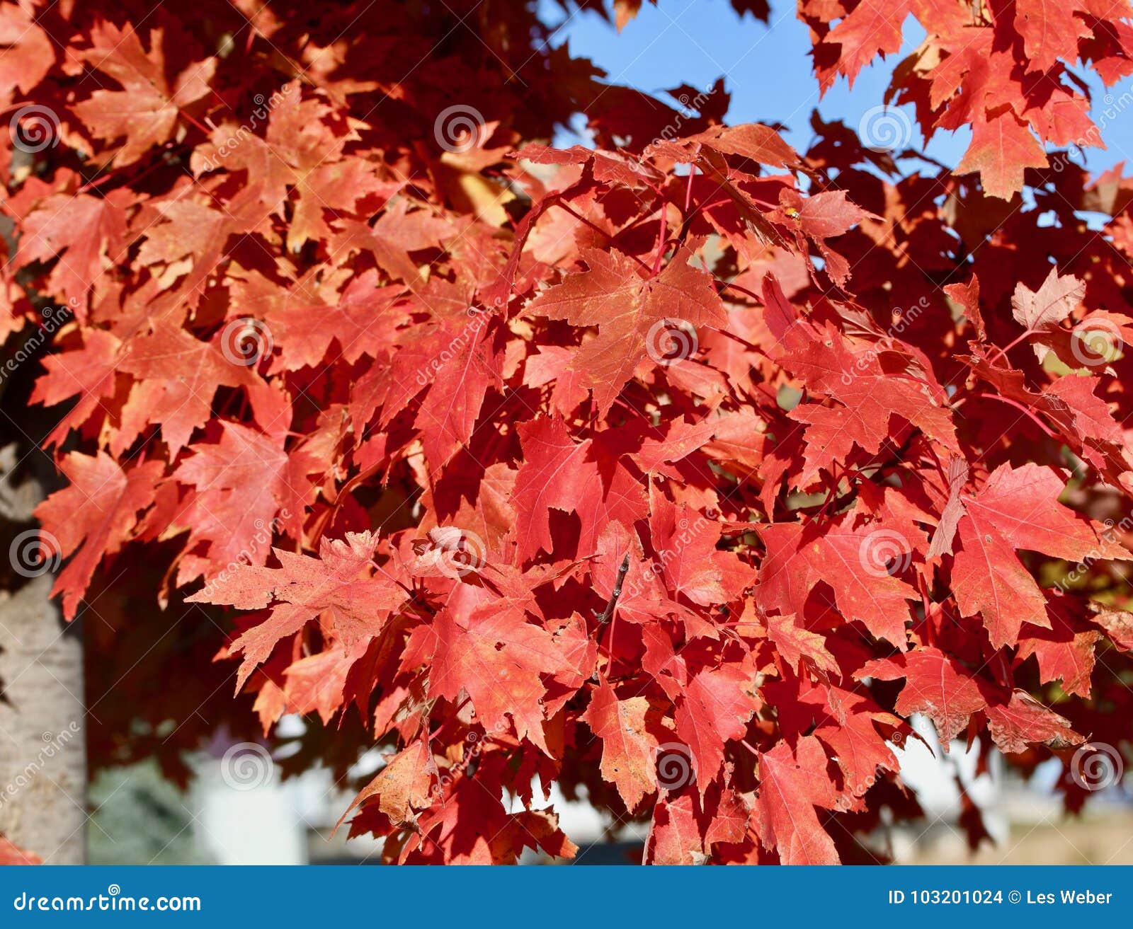 Brilliant Red and Rust Colored Leaves Stock Photo - Image of fresh ...