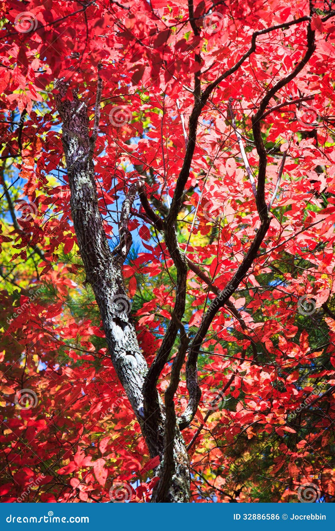 Brilliant Red Tree of Autumn Stock Photo - Image of young, magenta ...