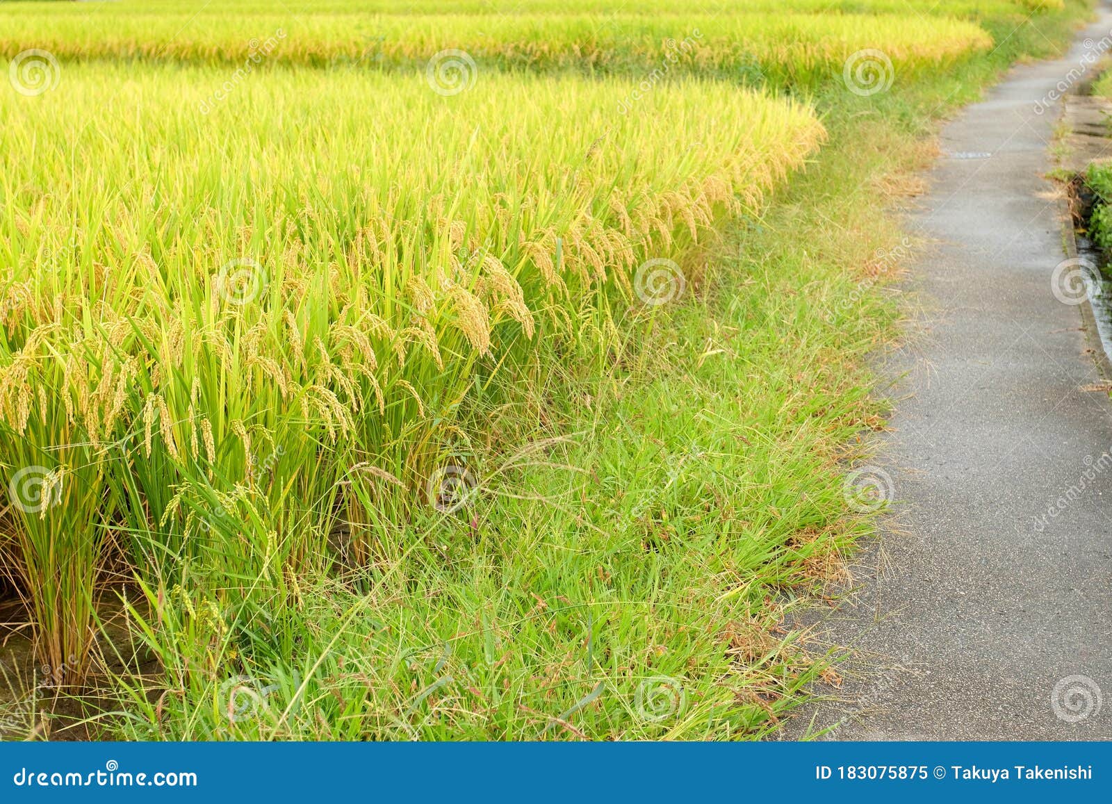 Brilliant Rice Fields with Small Path Stock Image - Image of landscape ...