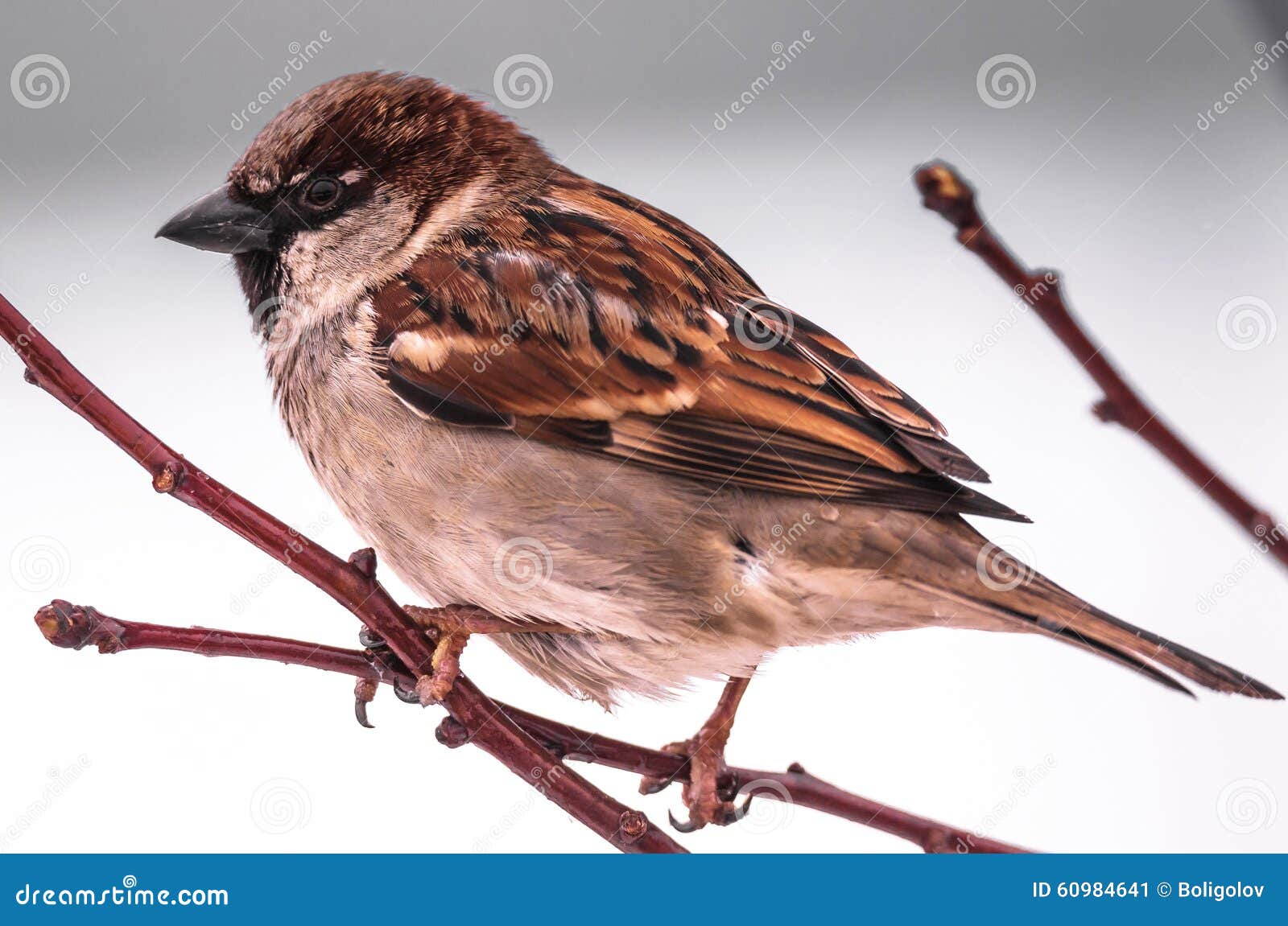 Brilliant Spring Sparrow on Tree Branch Stock Image - Image of sits ...