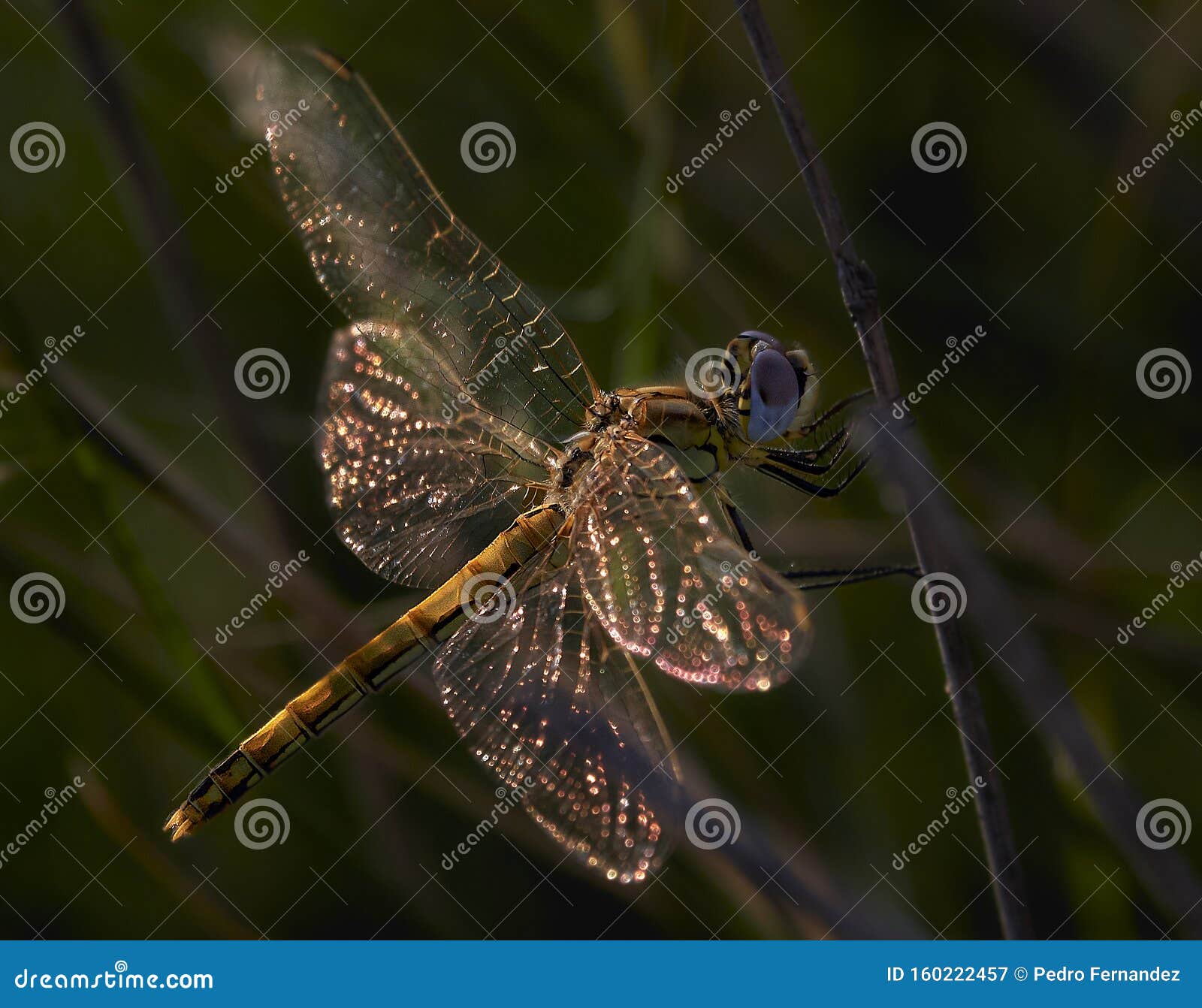 Magic Dragon-fly on a Branch. Stock Image - Image of relax, colorful ...