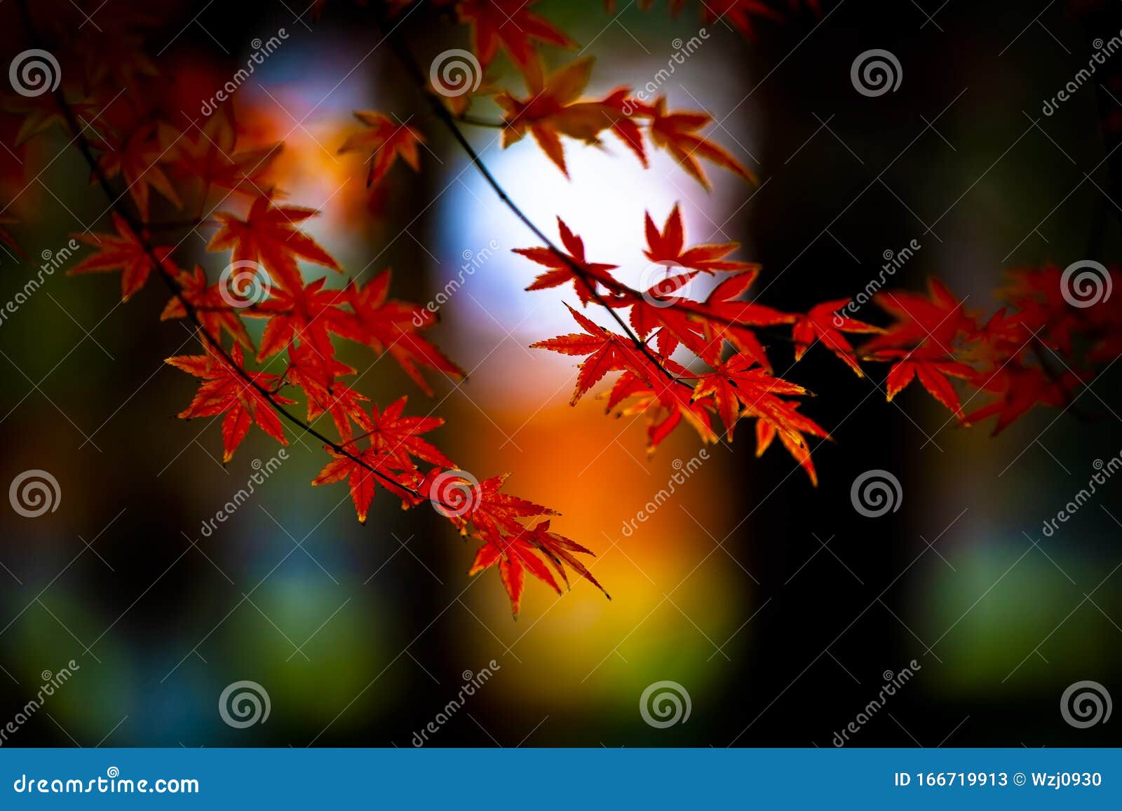 Red maple tree in fall stock image. Image of tree, auumn - 166719913