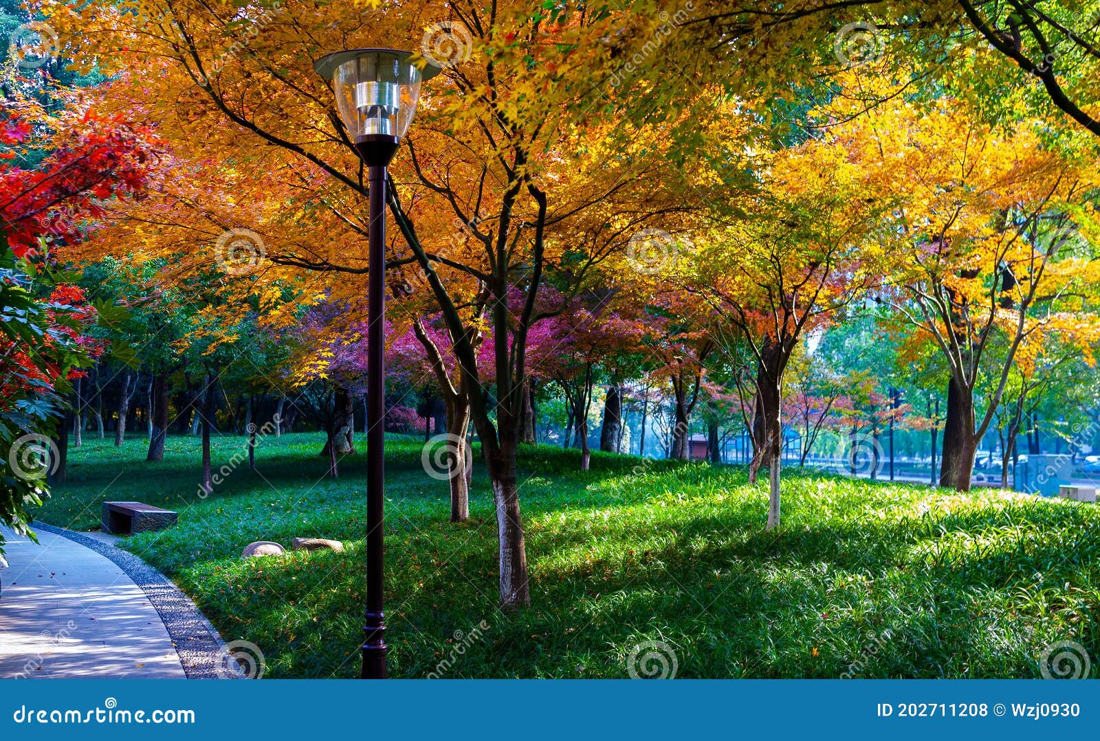 Maple trees in the park stock photo. Image of brilliantly - 202711208