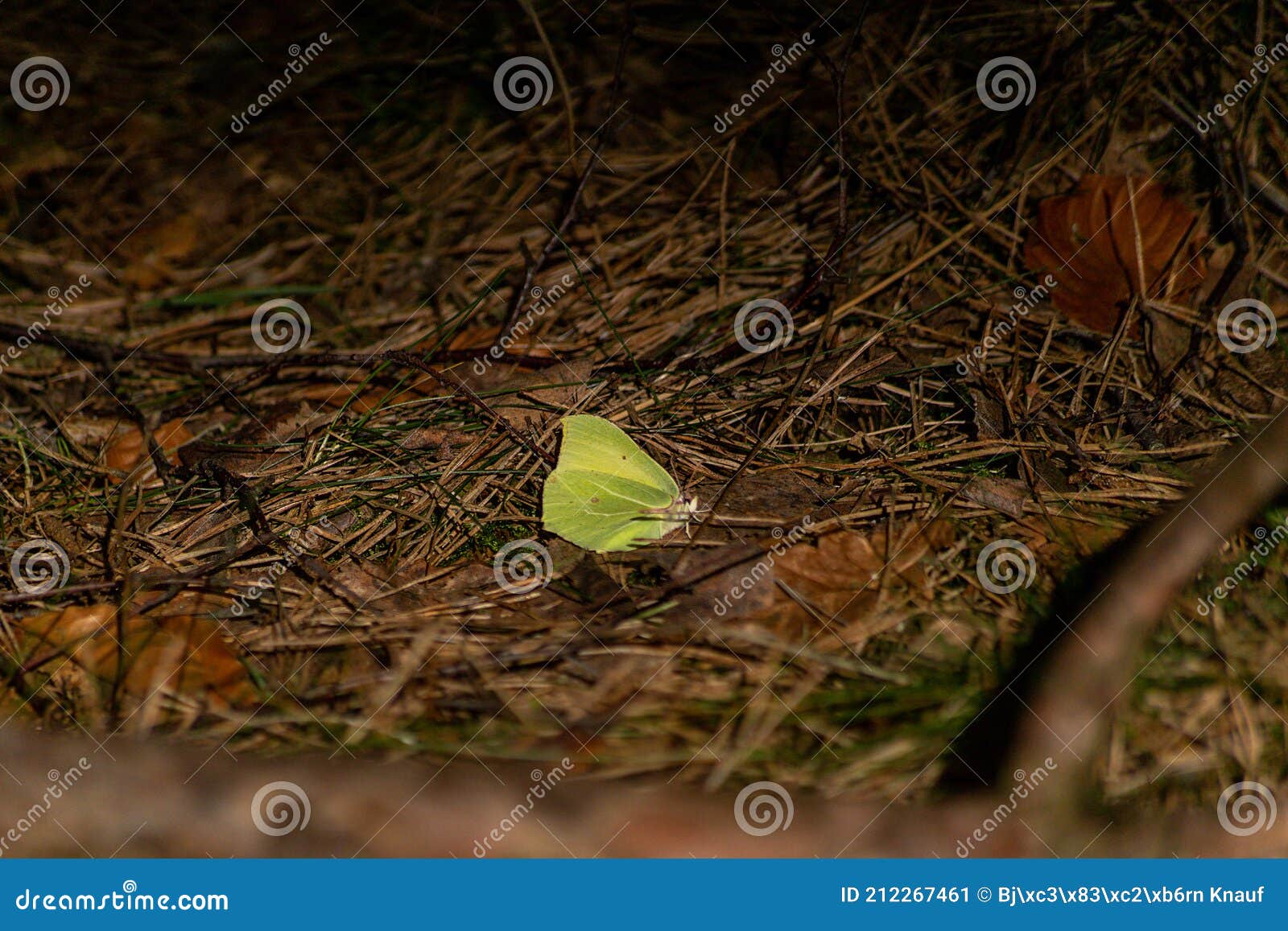 Brimstone leaf soil stock image. Image of tree, life - 212267461