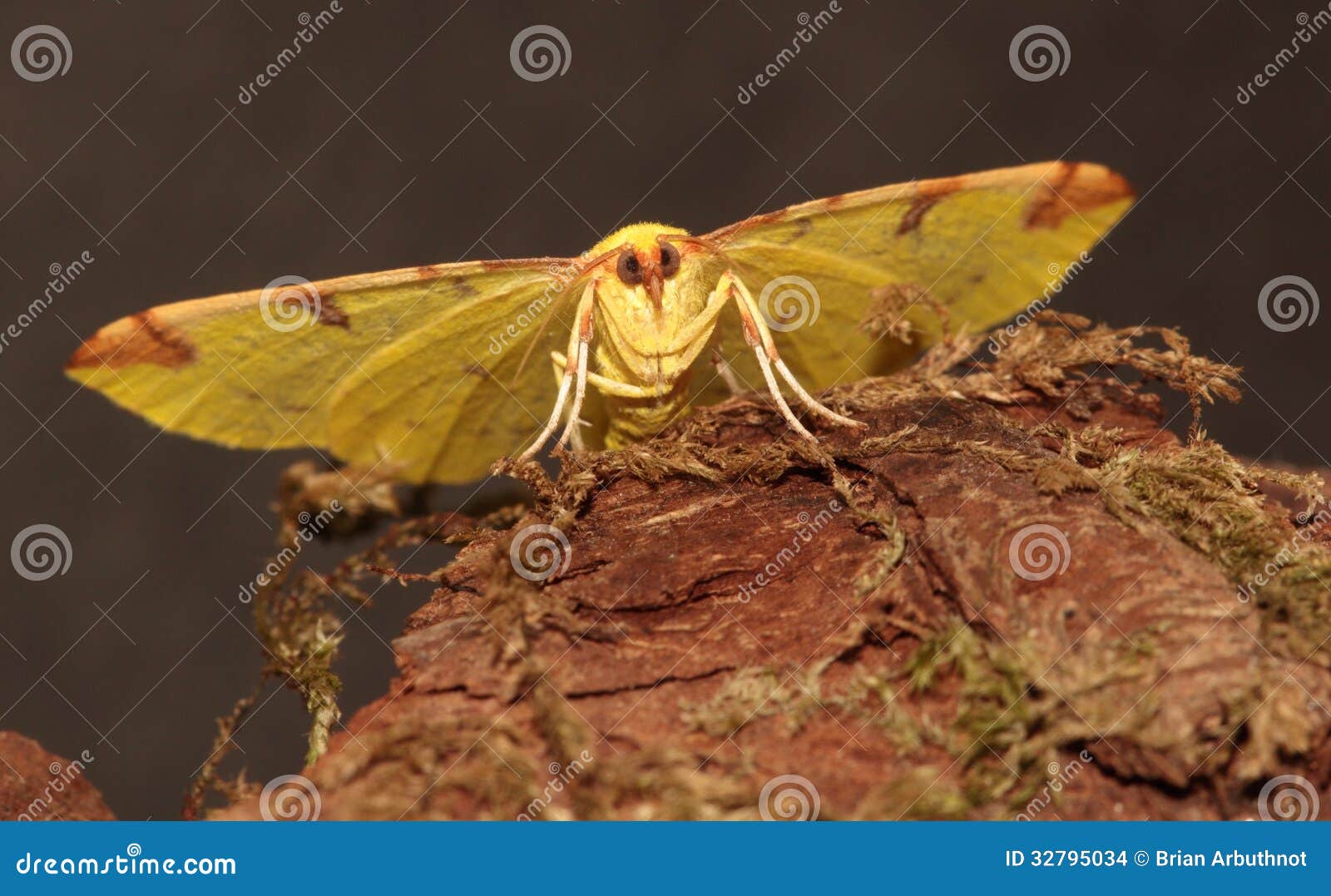 Brimstone Moth Caterpillar Hanging From A Tree Royalty-Free Stock Image ...