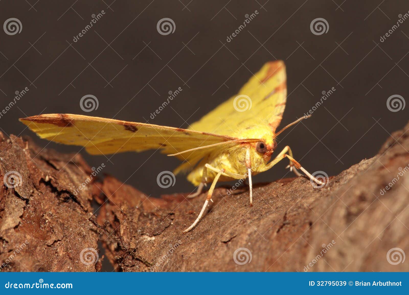 Brimstone moth. stock image. Image of side, profile, wild - 32795039