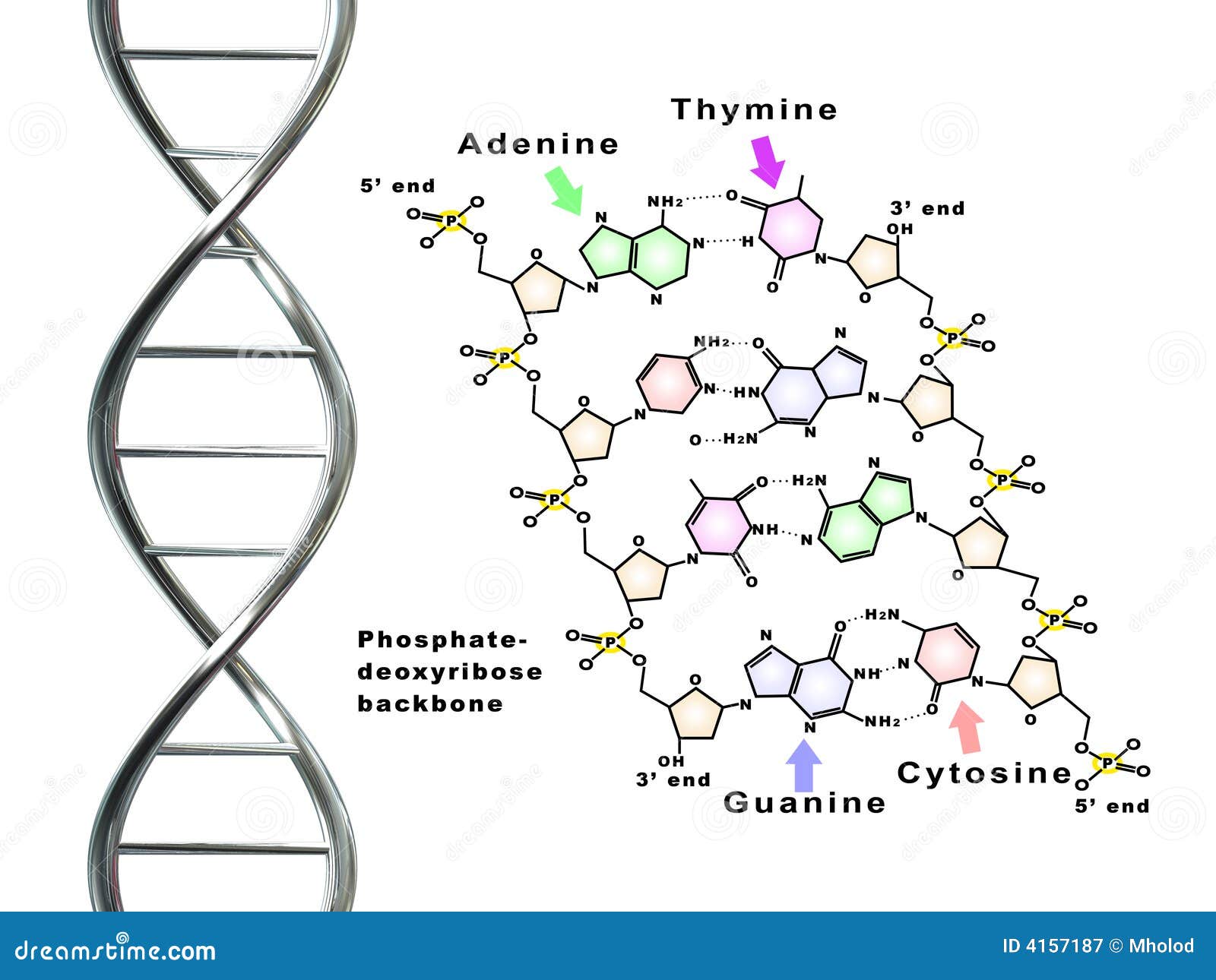 Brin D'ADN Photographie stock libre de droits - Image: 4157187