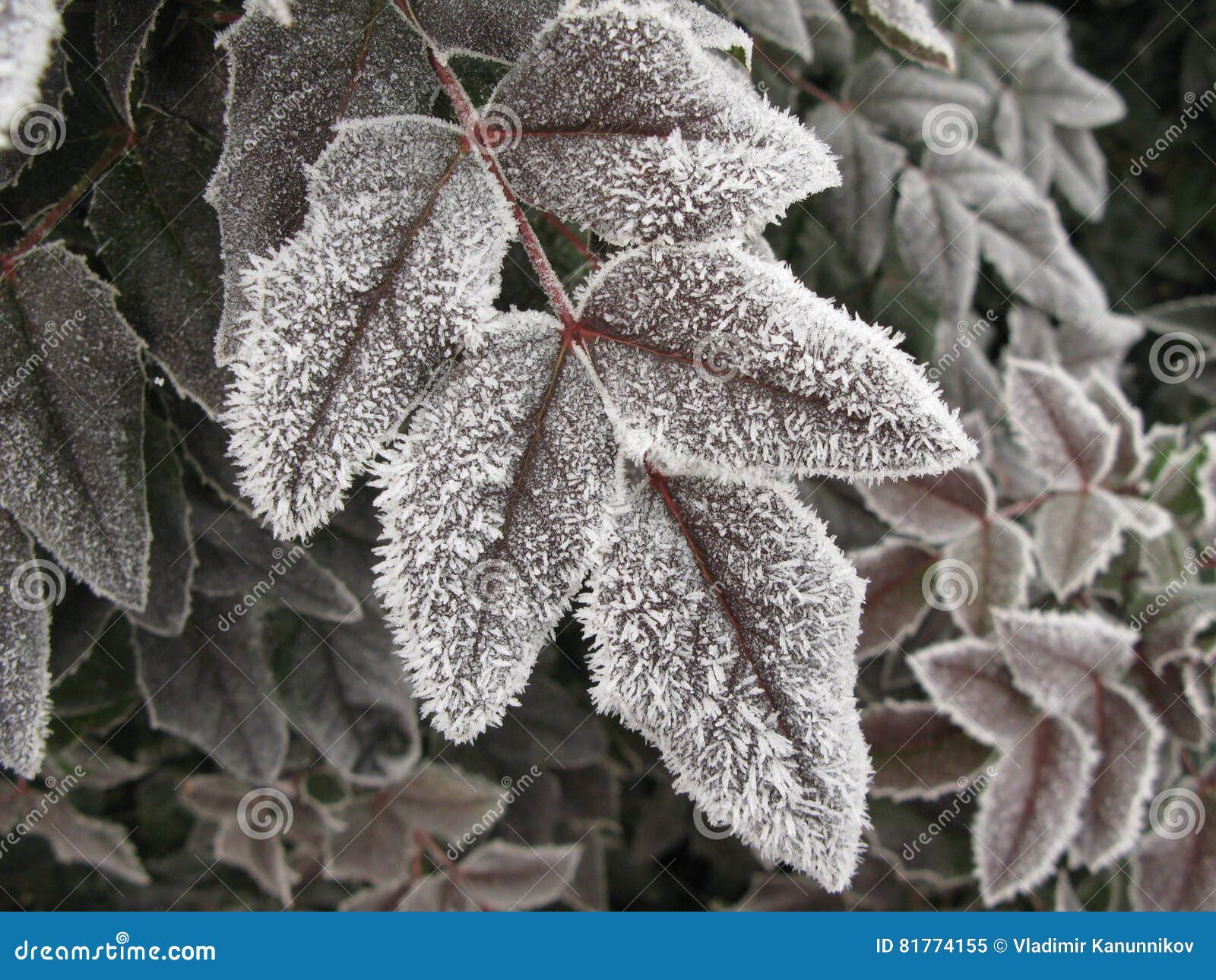 Brina Sulla Foglia Dell'albero Immagine Stock - Immagine di foglio ...