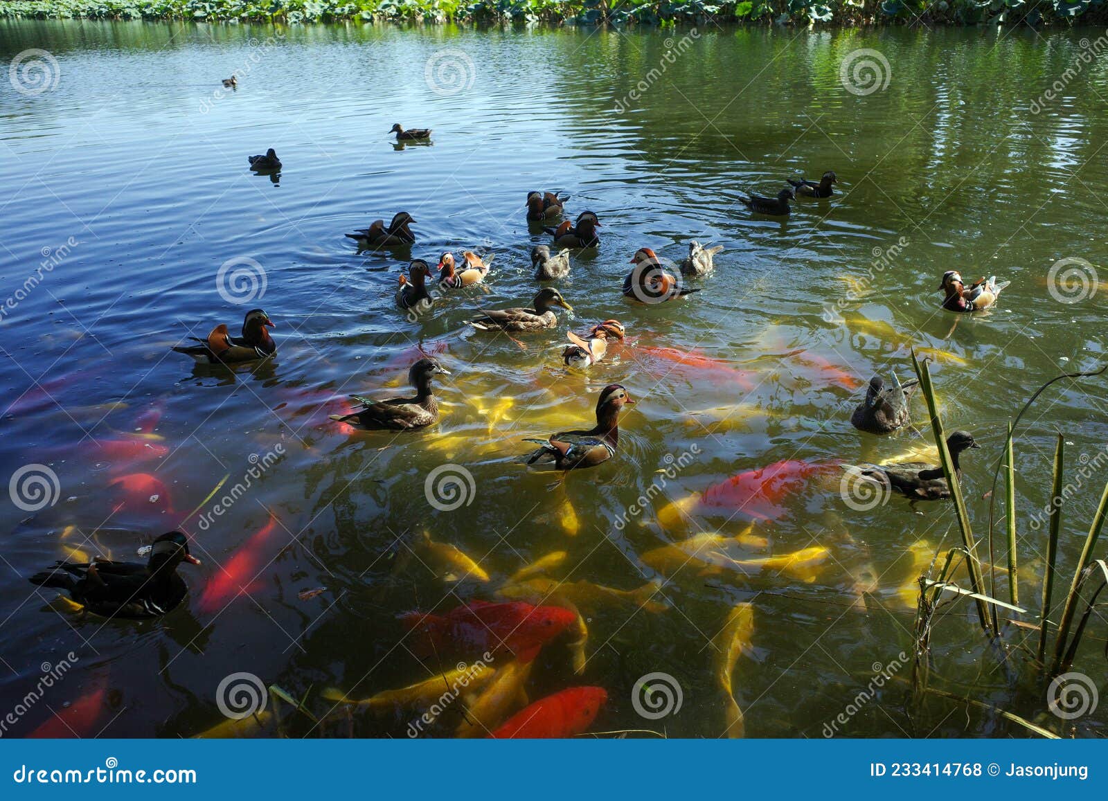 Brincadeira De Pato Com Peixe No Parque Foto de Stock - Imagem de torre ...