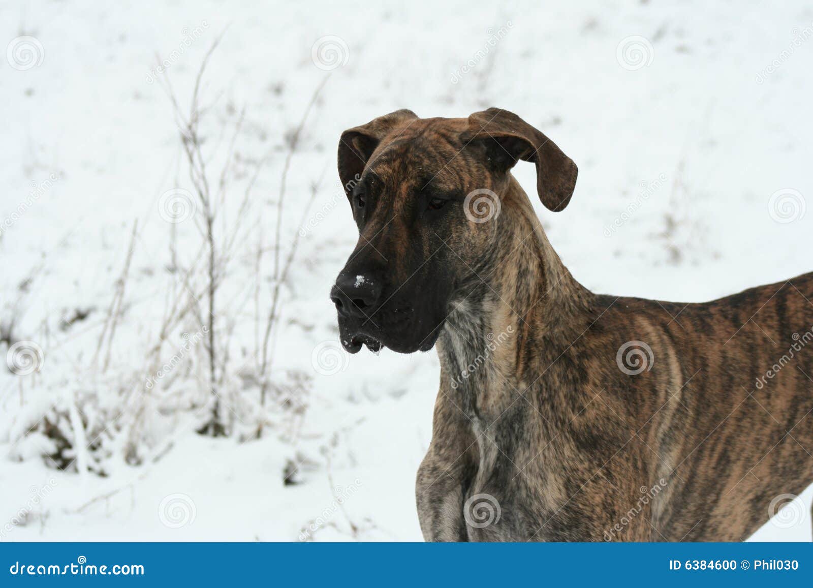 Brindle stock photo. Image of great, gaze, animal, winter - 6384600
